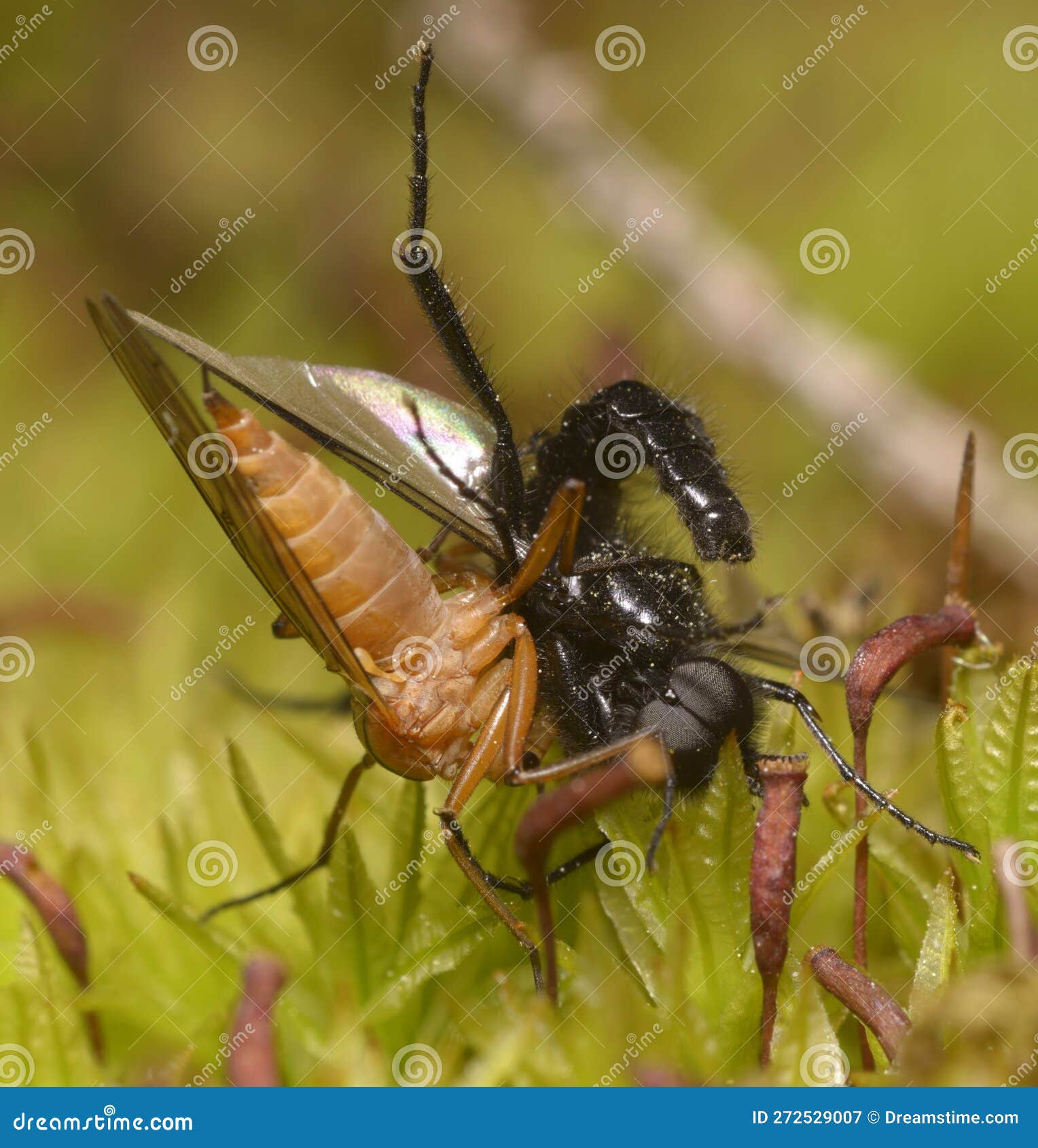 Red Dance Fly, Empis, Eating the Black Fly on Moss Stock Image - Image ...