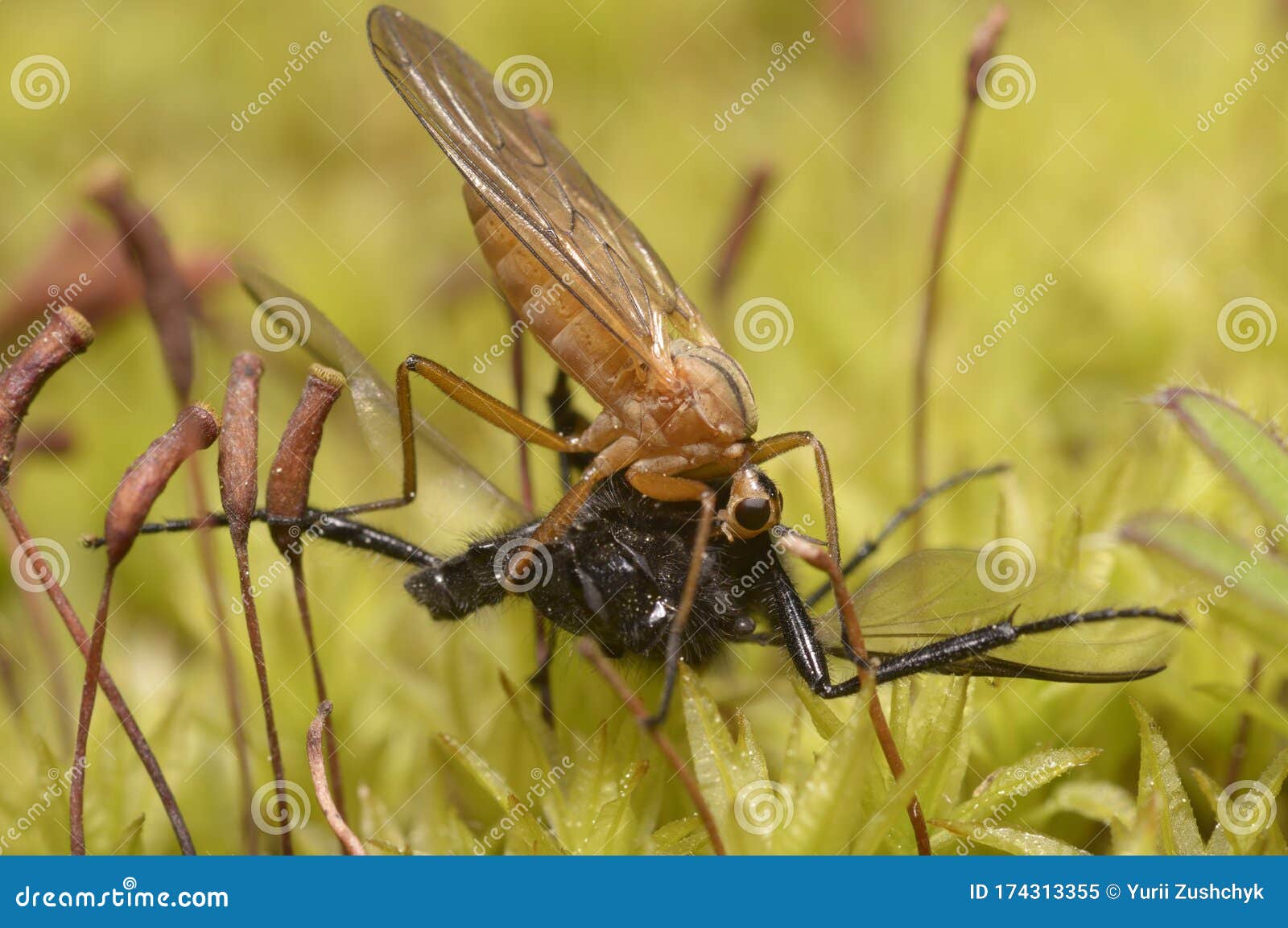 Red Dance Fly Killing Black Fly Stock Image - Image of ecology, nature ...