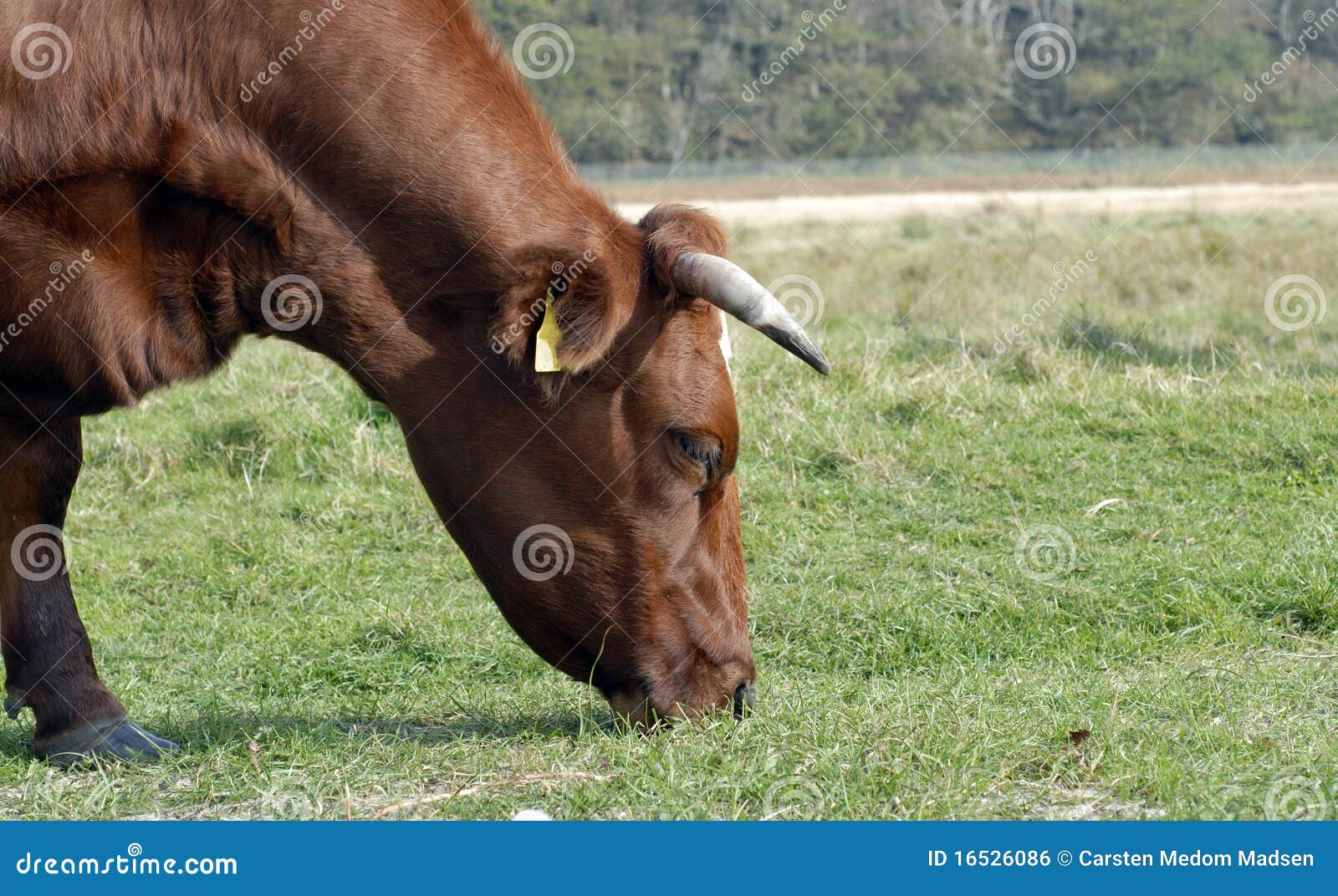 Red Danish Cow stock photo. Image of animal, race, organic - 16526086
