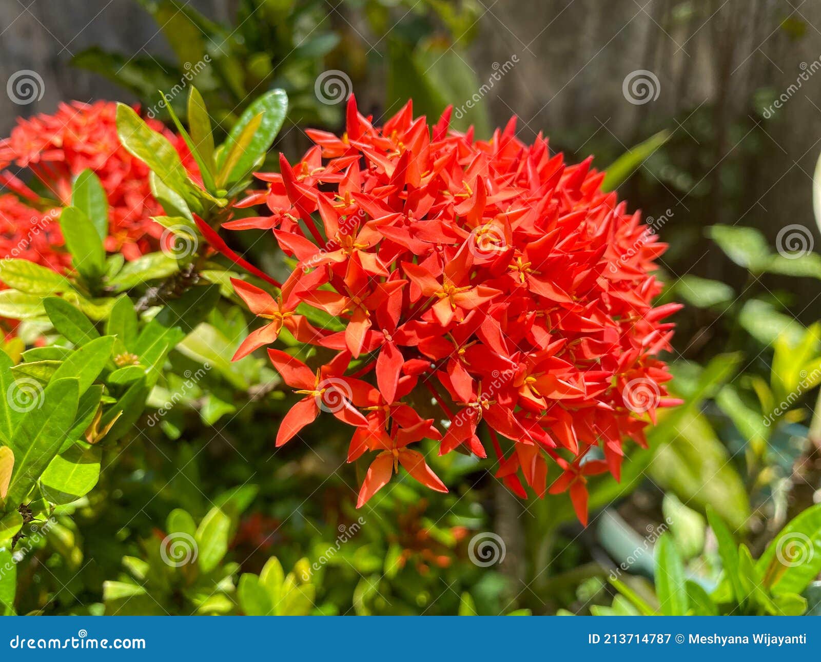 Red Daphne flower garden stock image. Image of flowers - 213714787