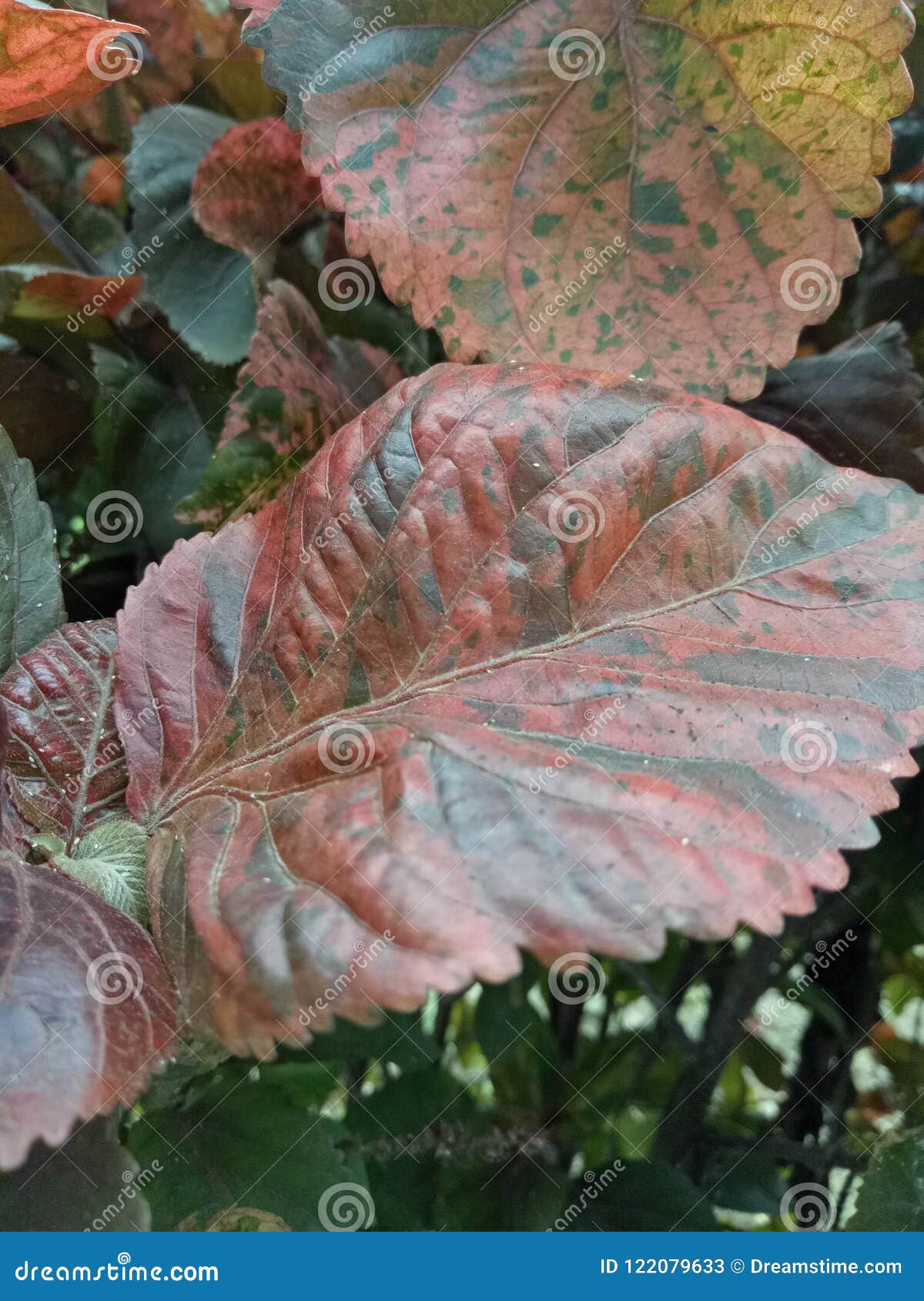 2 mixed coloured leaf stock image. Image of coloured - 122079633