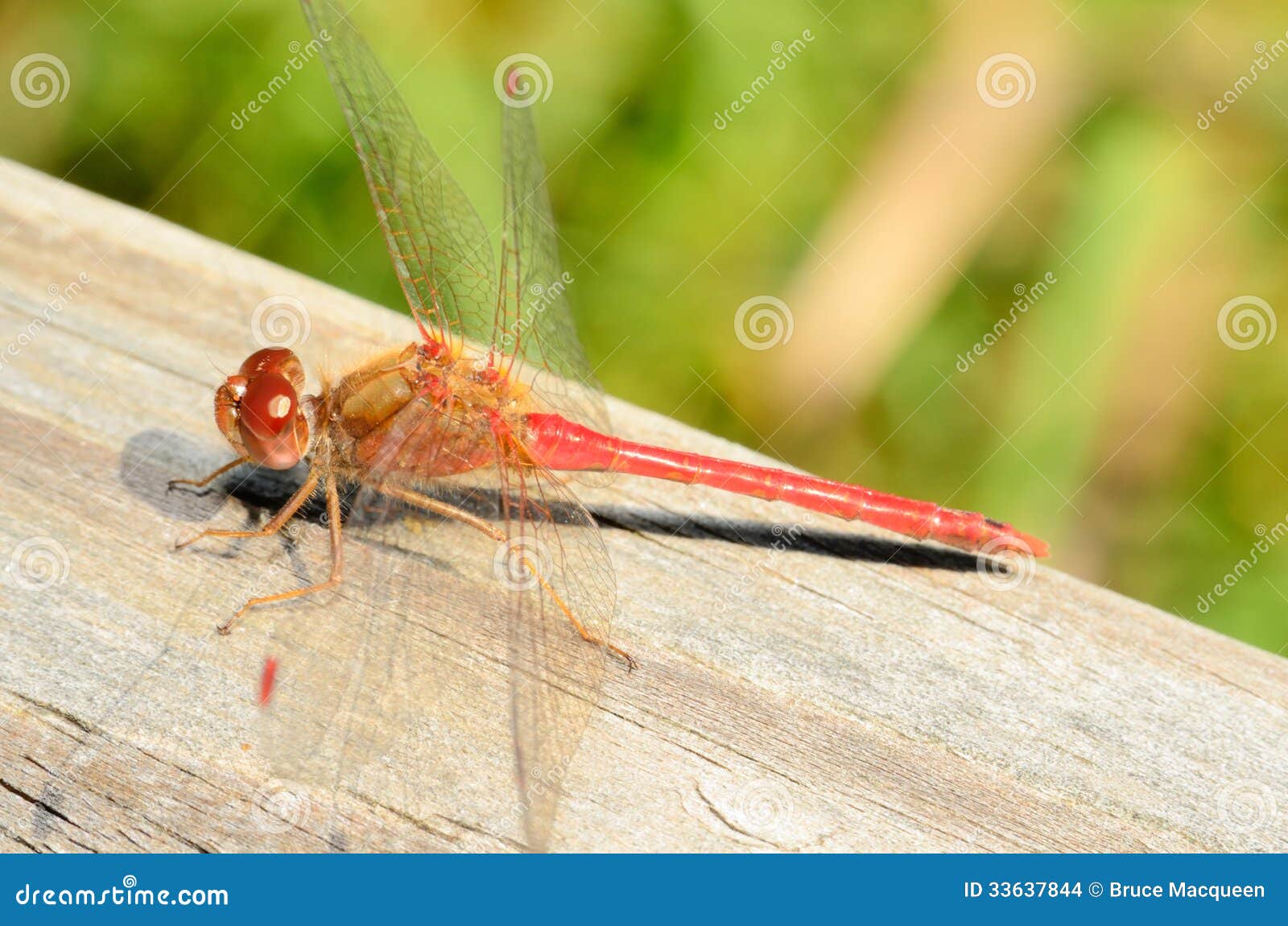 Red Darner Dragonfly stock photo. Image of insect, closeup - 33637844