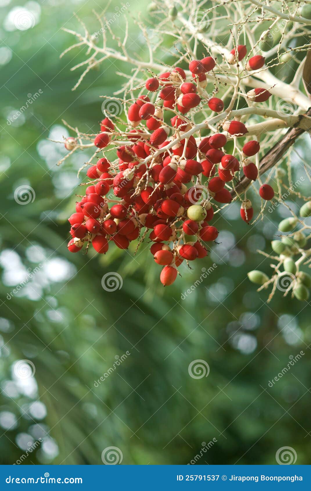Red date tree fruit stock image. Image of hanging, plant - 25791537