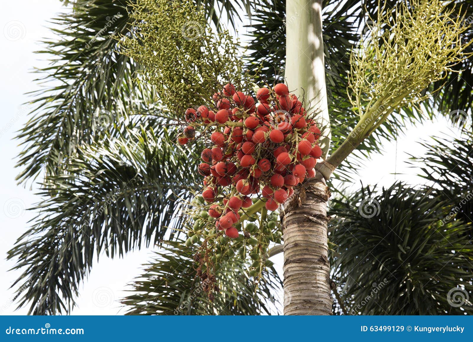 Red Dates Clusters of Palm Tree Stock Image - Image of brown, delicious ...