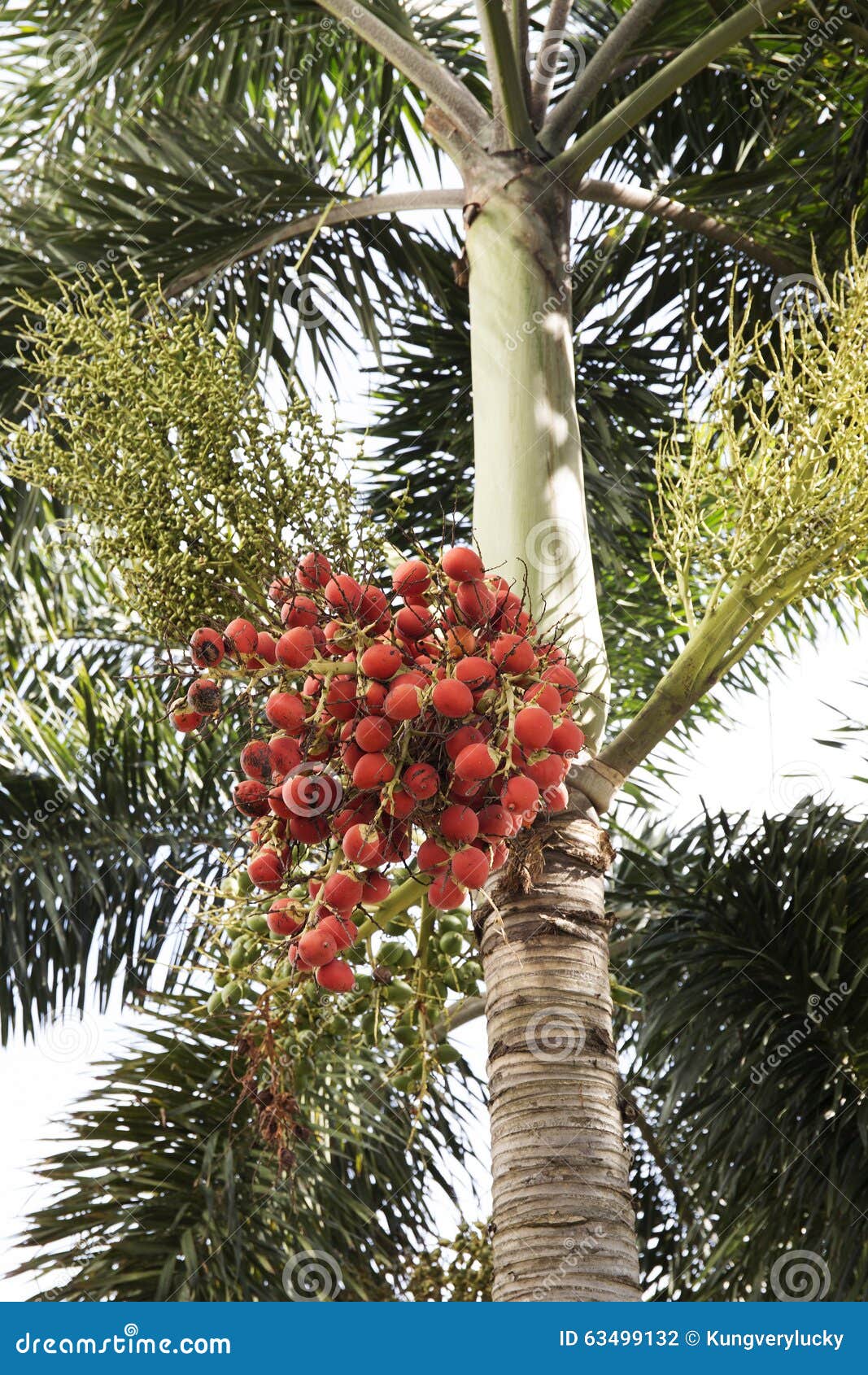 Red Dates Clusters of Palm Tree Stock Photo - Image of date, khalal ...