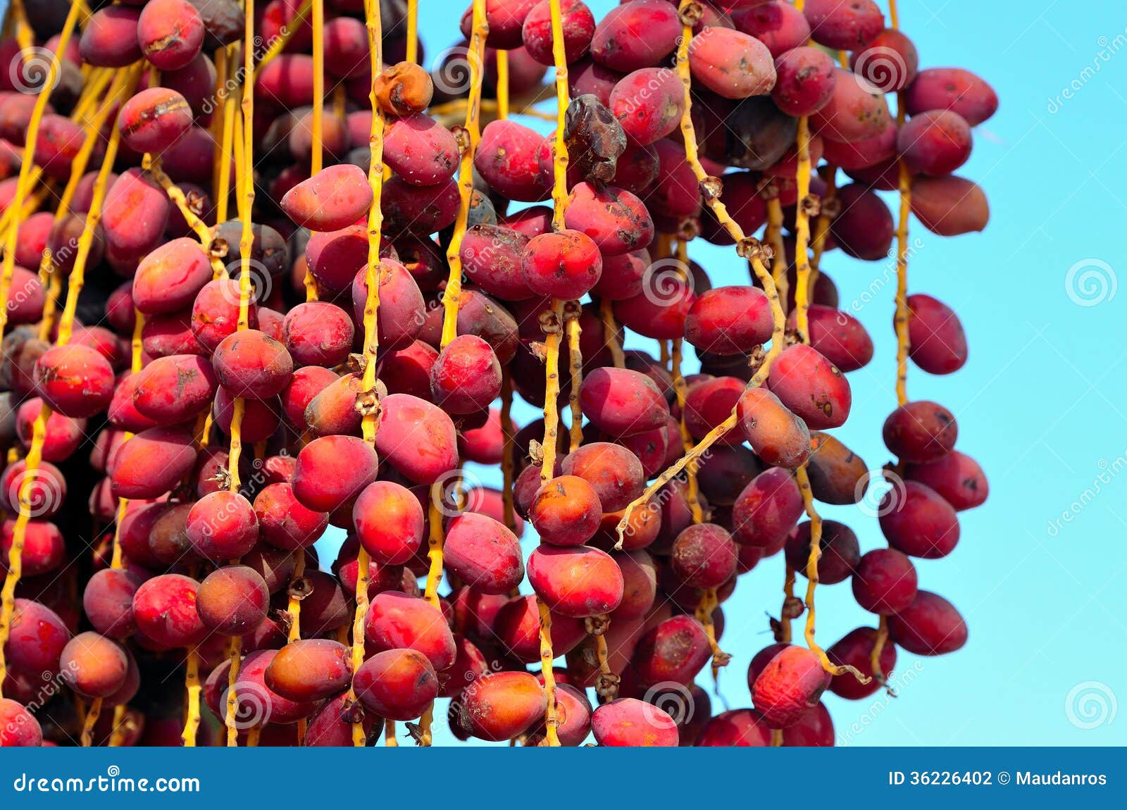 Red dates on a palm stock photo. Image of egypt, sand - 36226402