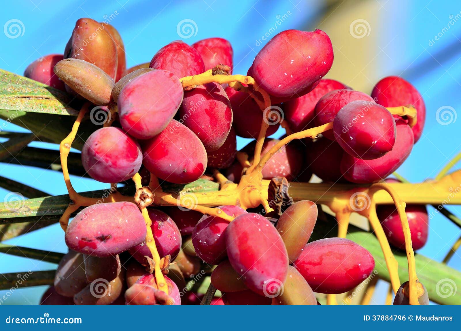 Red dates on a palm stock photo. Image of fruit, cancer - 37884796