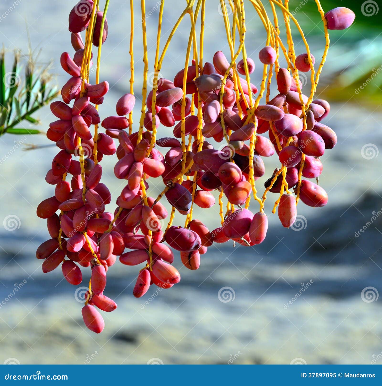 Red dates on a palm stock image. Image of fruit, cancer - 37897095