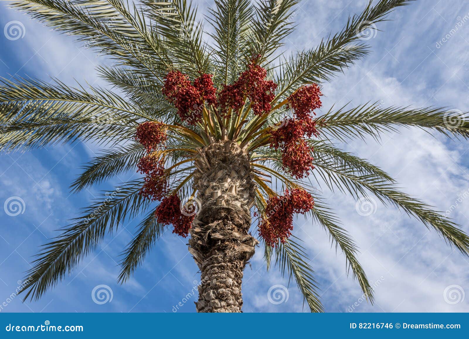 Red dates stock photo. Image of food, tree, morning, dactylifera - 82216746