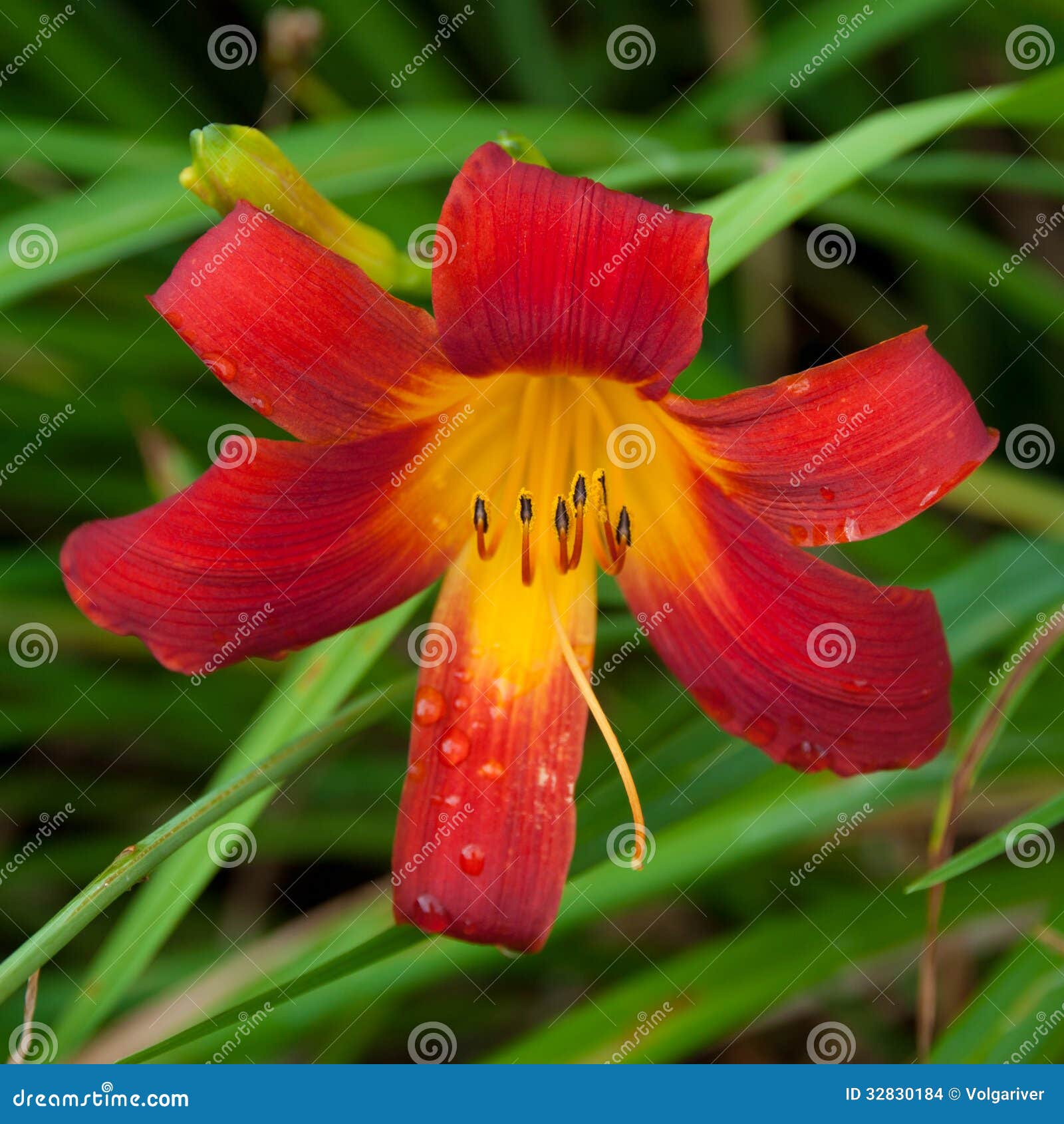 Red day lilly in garden stock photo. Image of landscape - 32830184