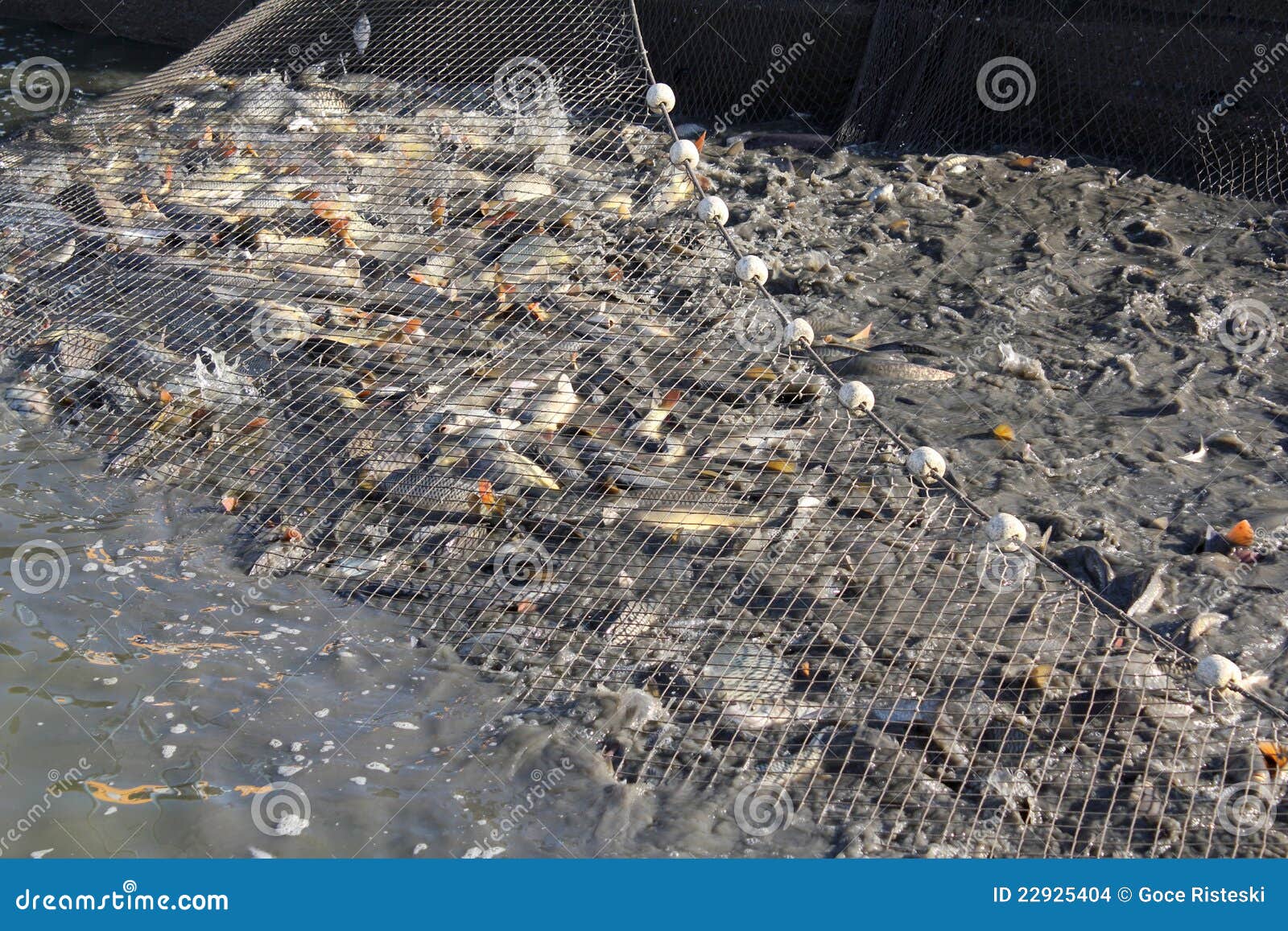 Red De Deriva Con Los Pescados Foto de archivo - Imagen de fishpond ...