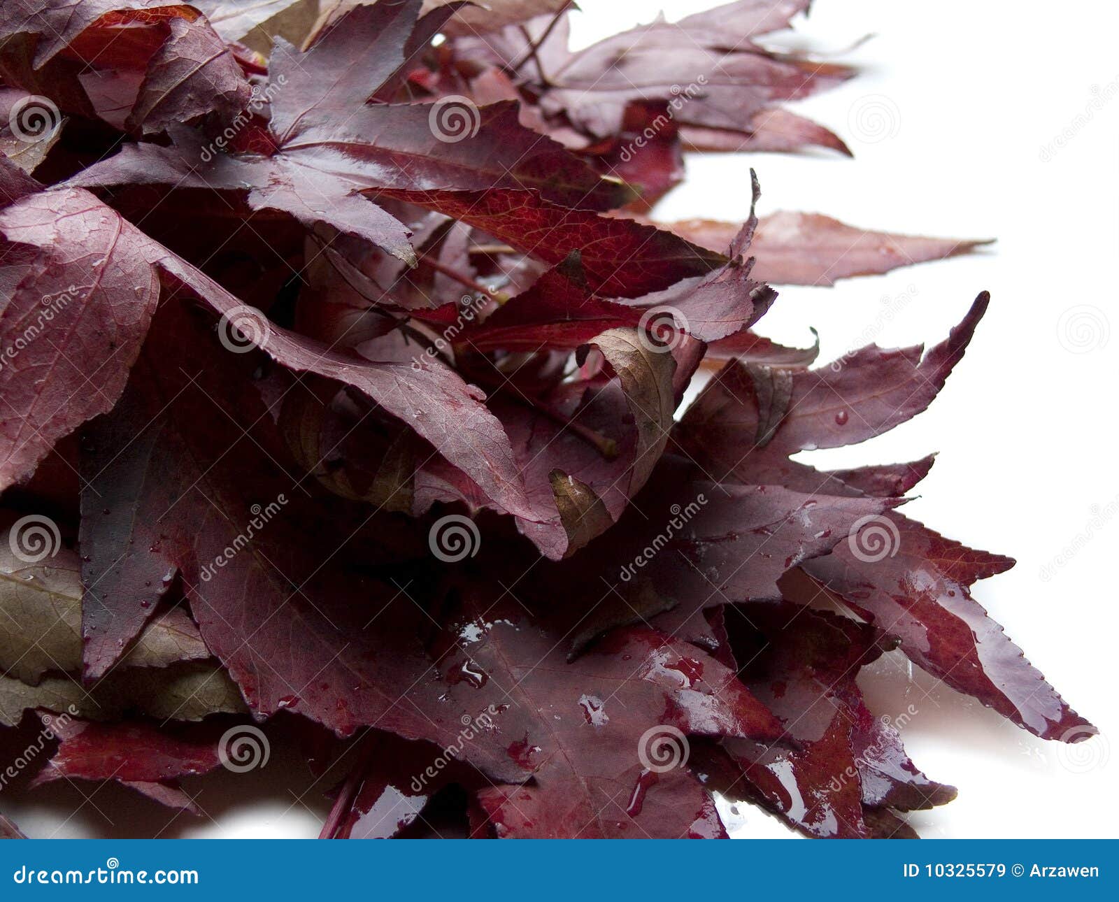 Red Dead Leaves of Liquidambar / Maple Stock Image - Image of direction ...
