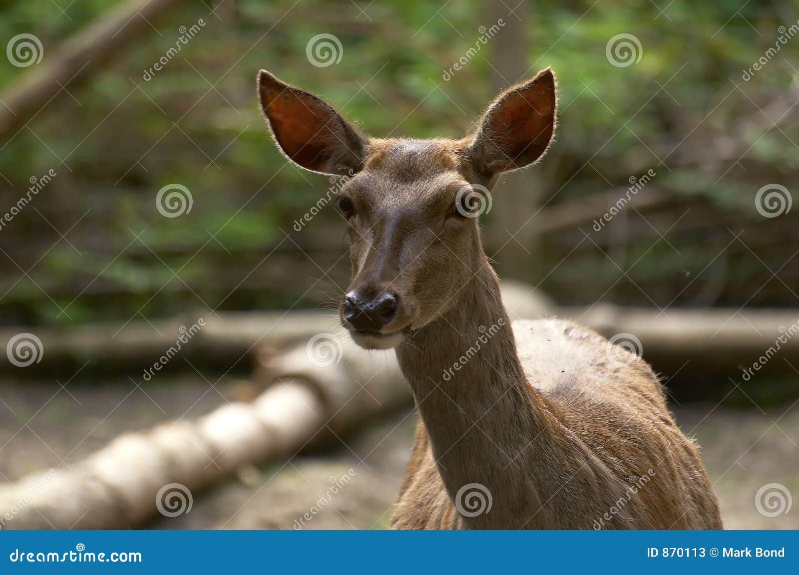 Red Dear stock image. Image of head, woods, forest, deer - 870113