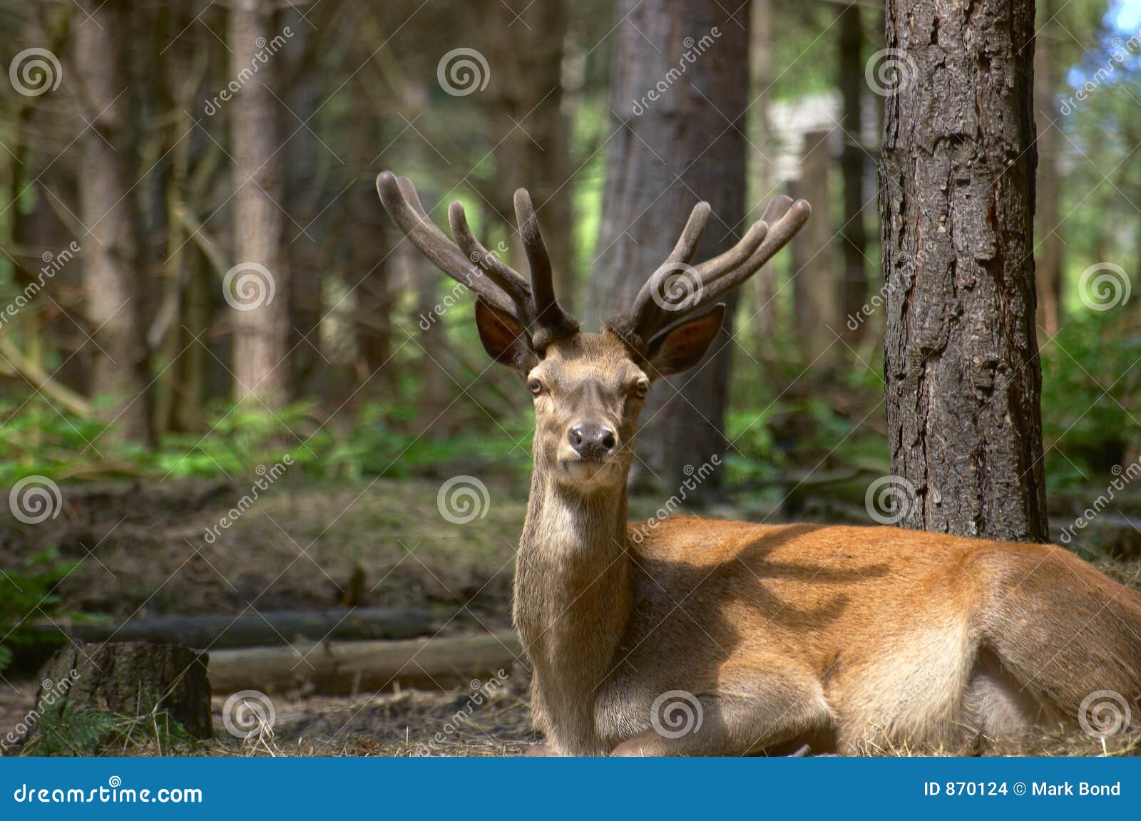 Red Dear stock photo. Image of spotted, park, stag, deer - 870124