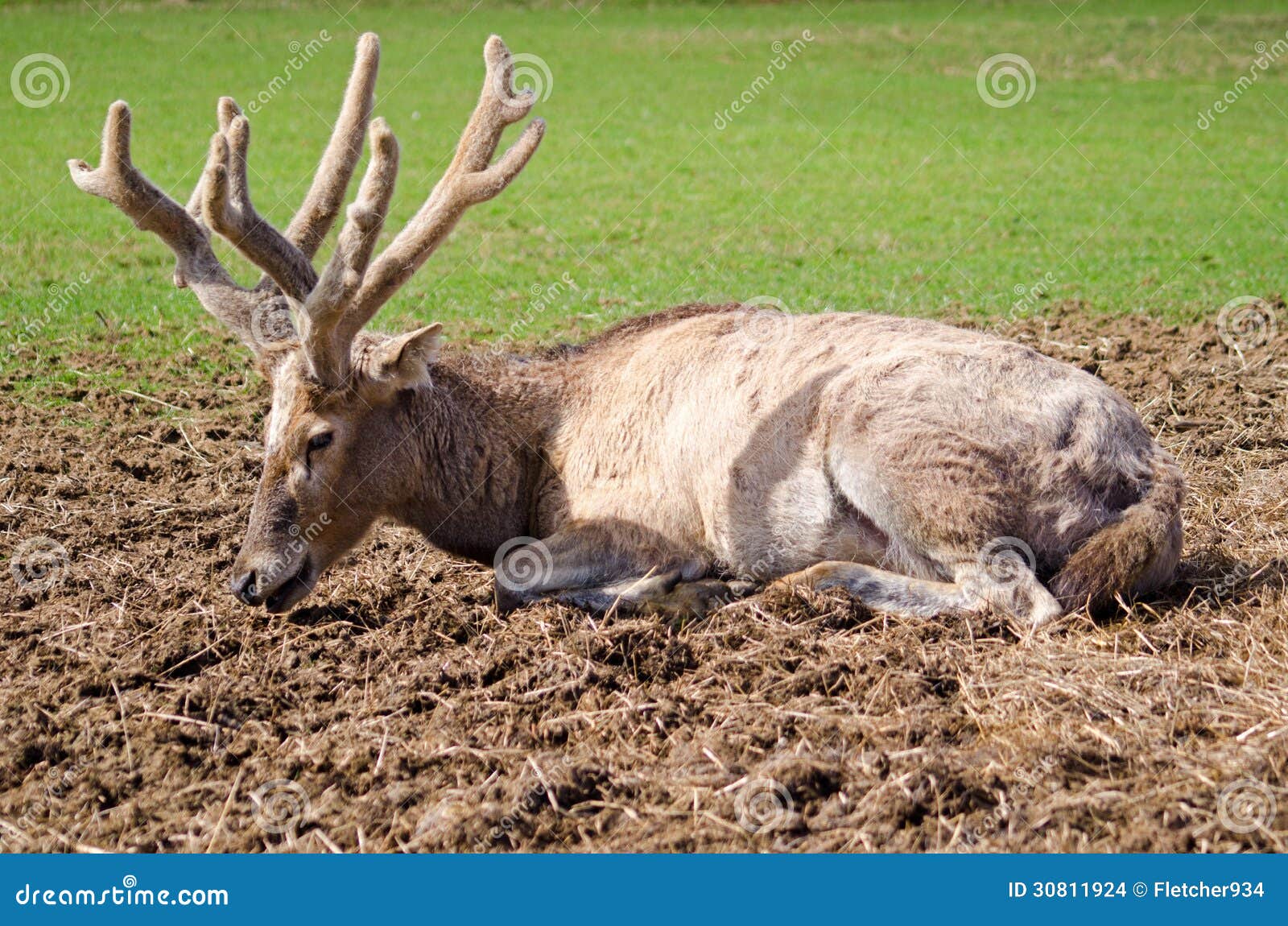 Red Dear stock photo. Image of majestic, view, meadow - 30811924