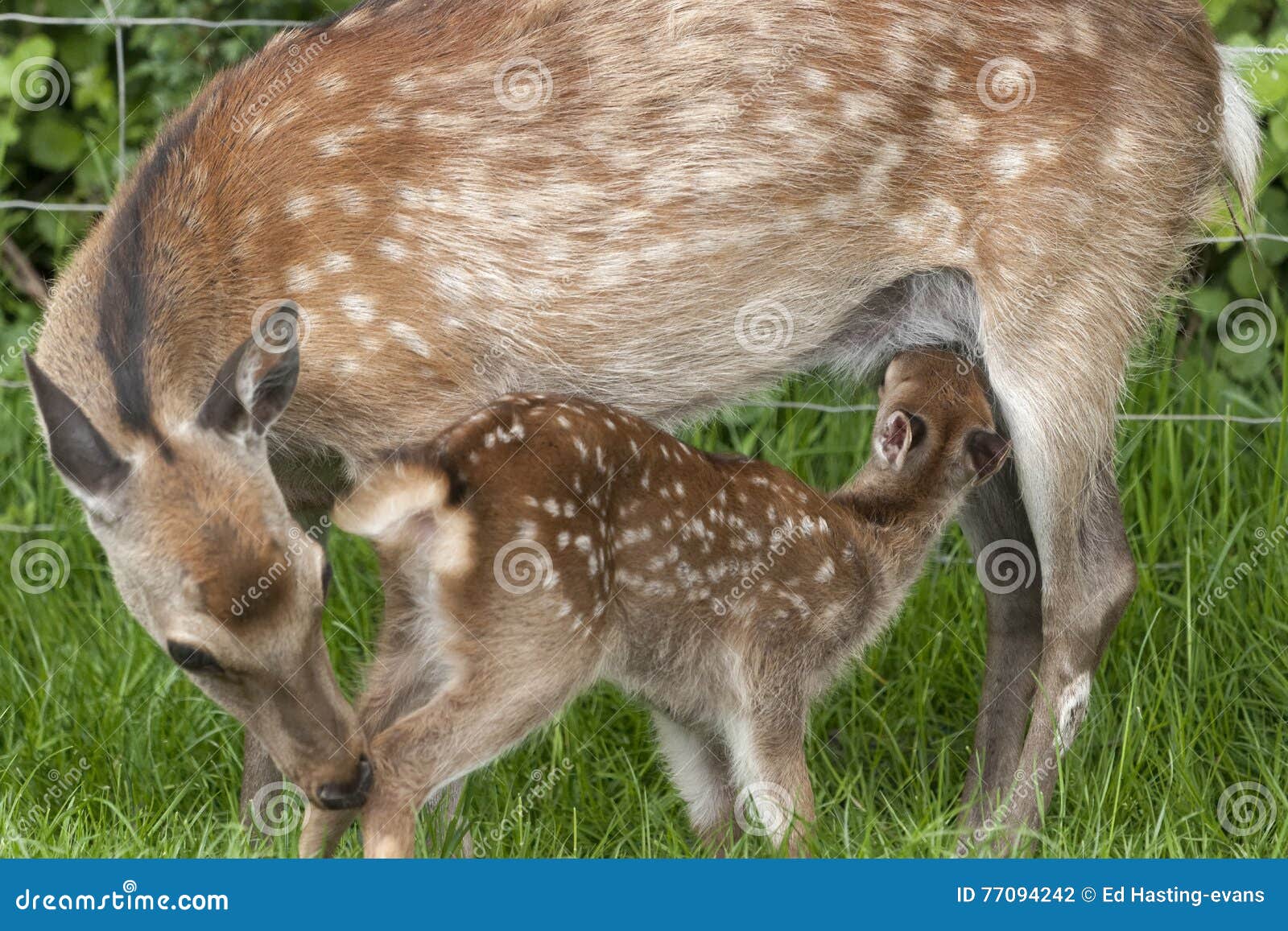 Red dear fawn stock photo. Image of colorful, grey, coat - 77094242