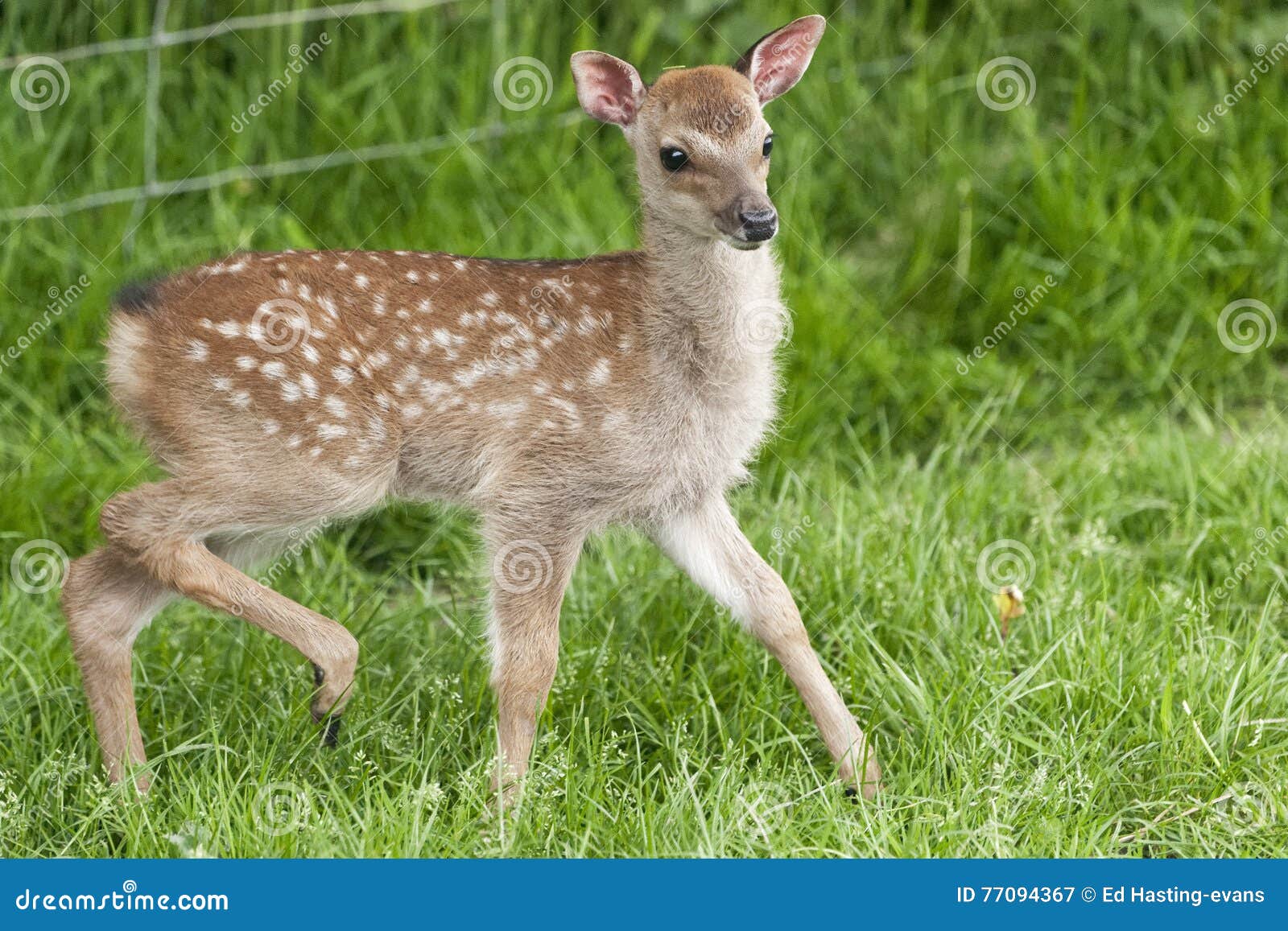 Red dear fawn stock image. Image of fallow, grass, coat - 77094367