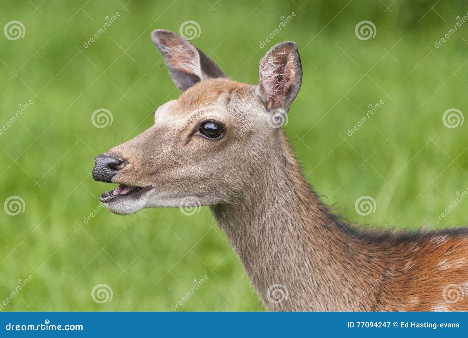 Red Dear stock image. Image of high, fawn, ears, color - 77094247