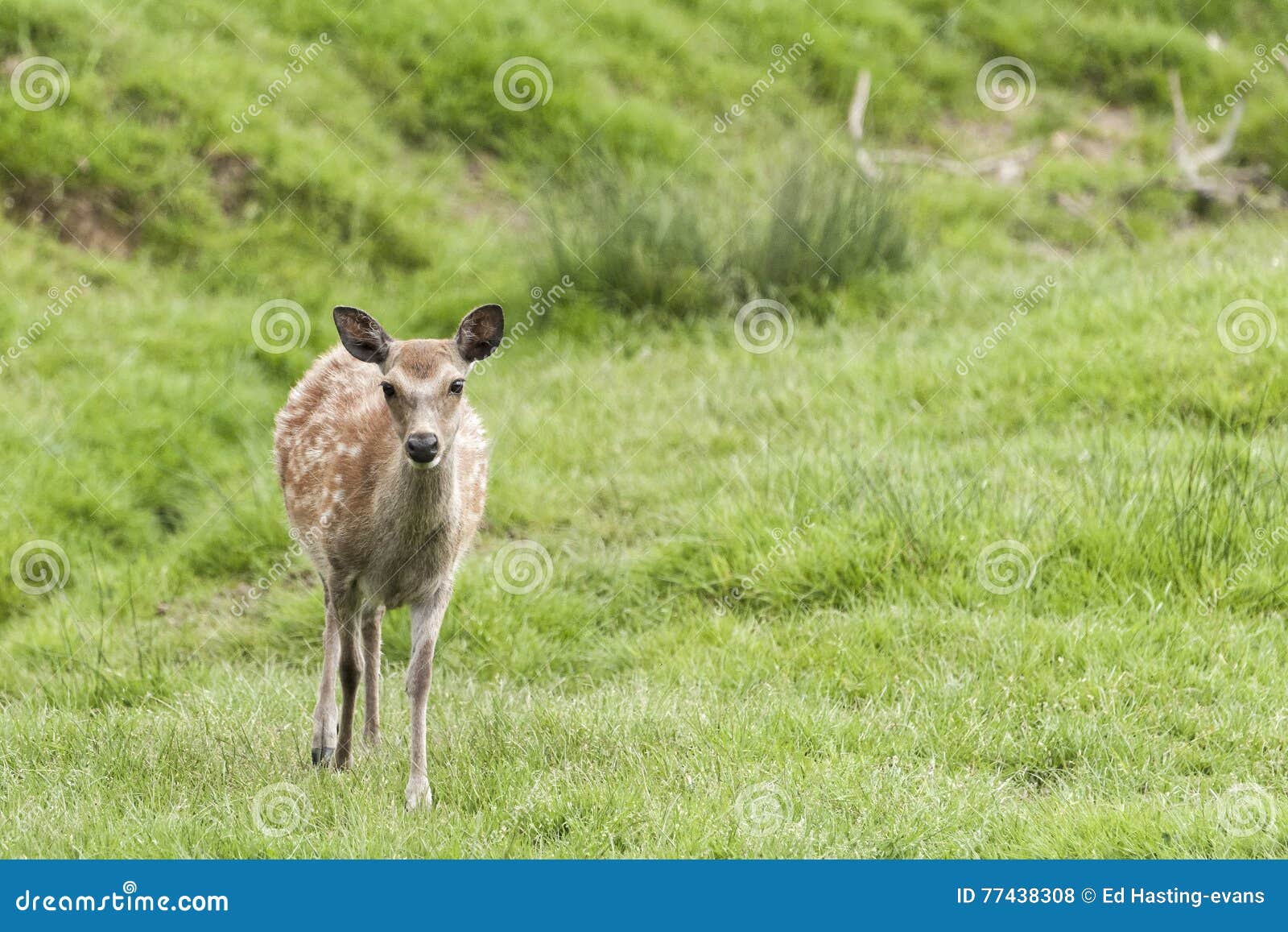 Red Dear stock photo. Image of close, fallow, autumn - 77438308