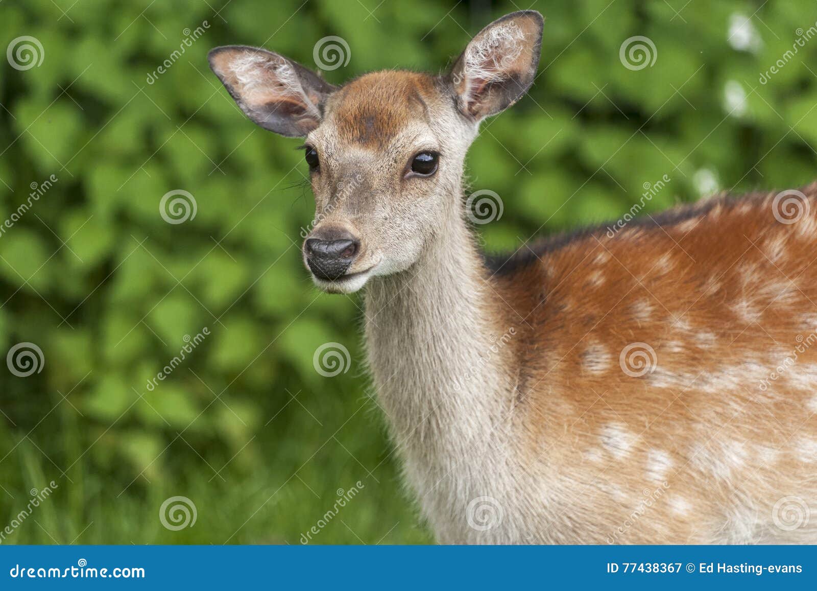 Red Dear stock image. Image of natural, autumn, high - 77438367