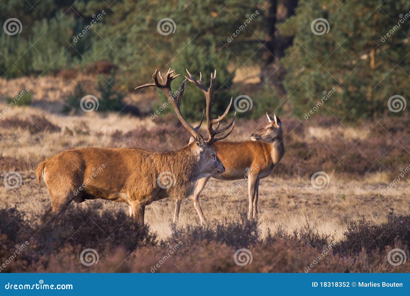 Red dears in the woods stock photo. Image of outdoors - 18318352