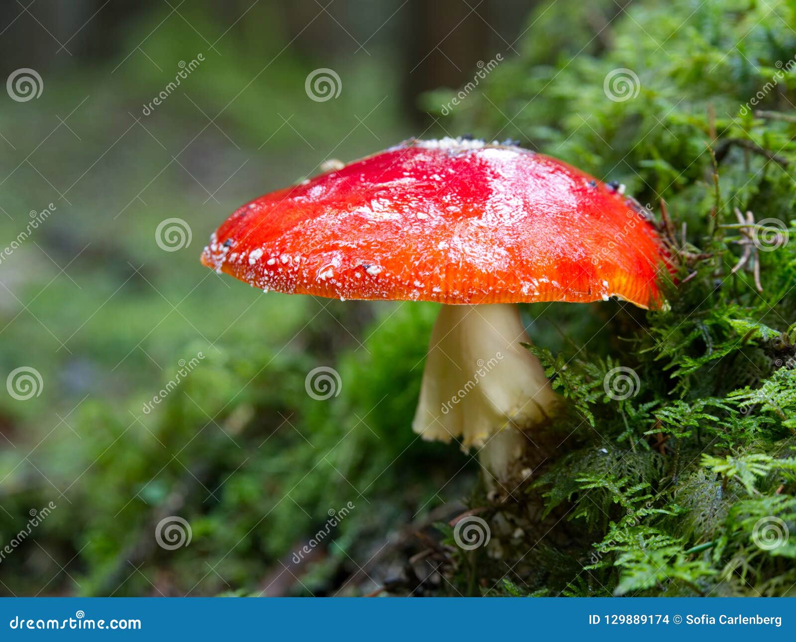 Red death cap in moss stock photo. Image of amanita - 129889174