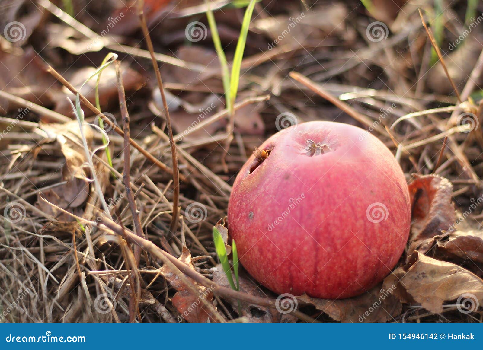 Red Decayed Apple in the Grass Stock Photo - Image of decayed, apples ...