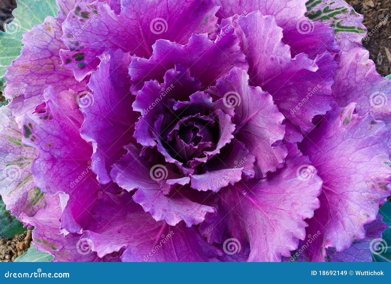 Red decorative cabbage stock image. Image of head, garden - 18692149