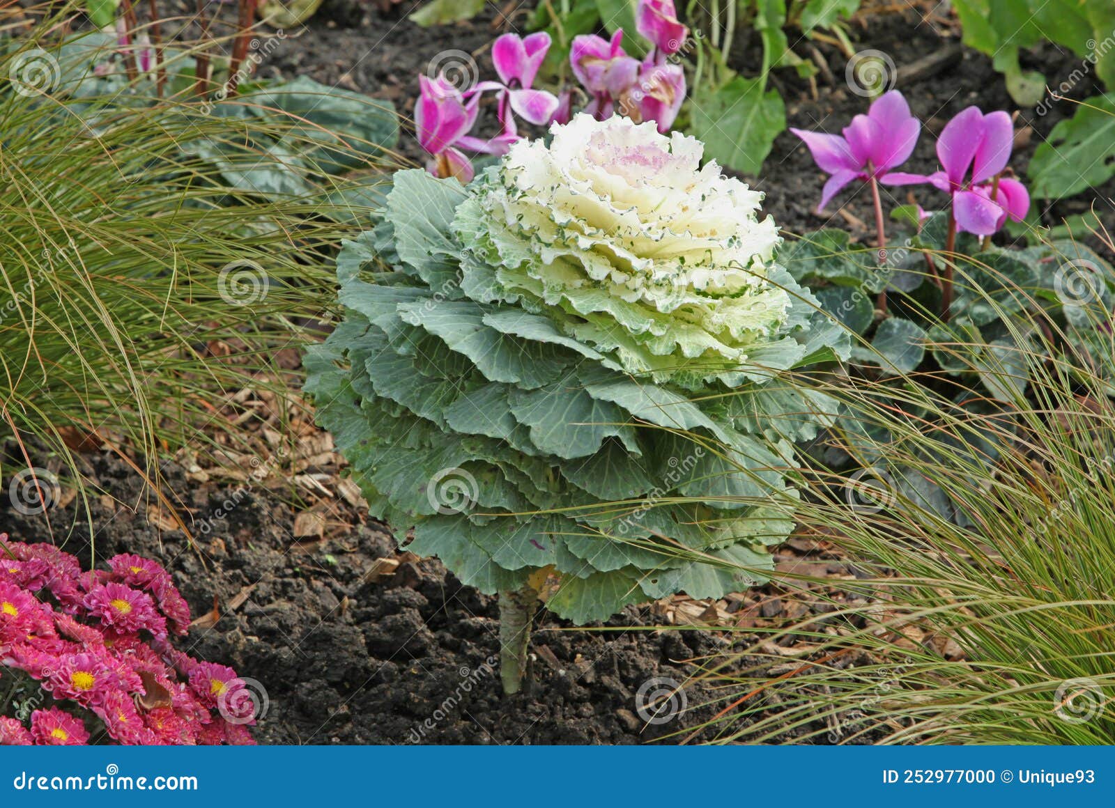 Decorative Cabbage in a Flower Bed in Autumn Stock Photo - Image of ...
