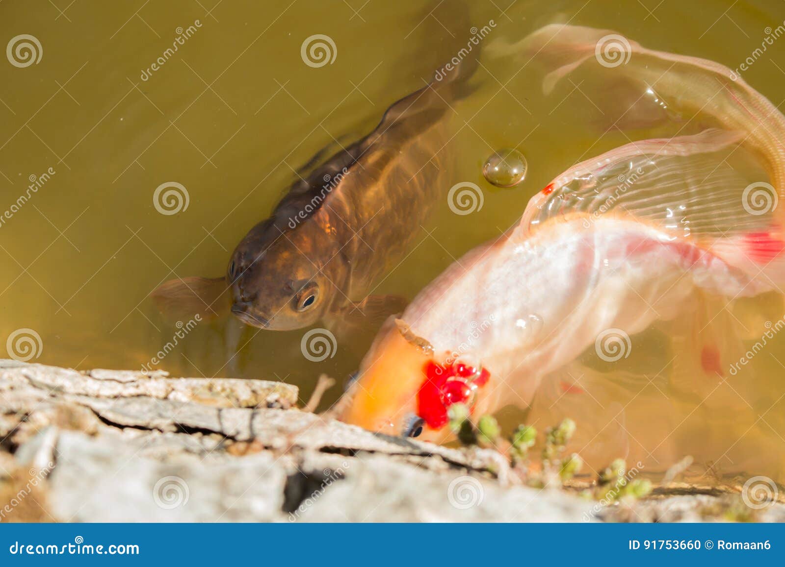 Red Decorative Carp Floating in a Pond Near the Surface of the Water ...