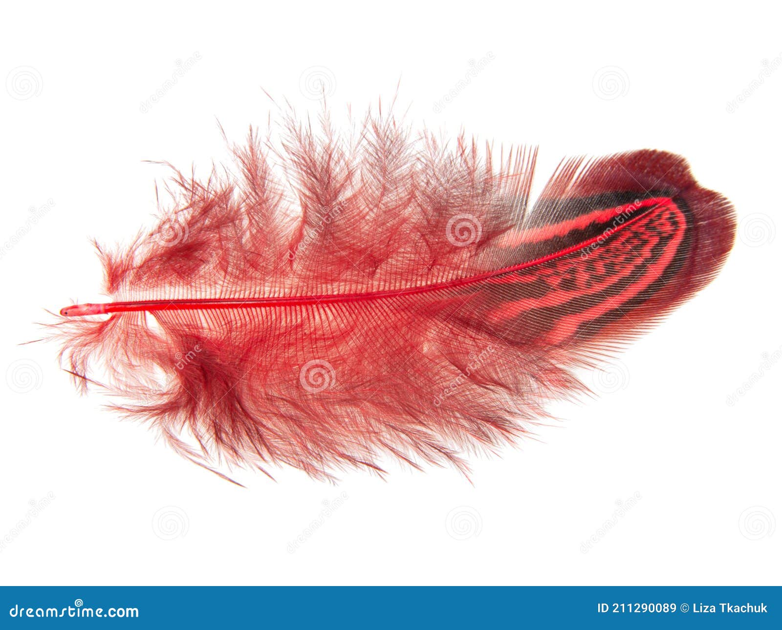 Red Decorative Colorful Pheasant Bird Feather Isolated on the White ...