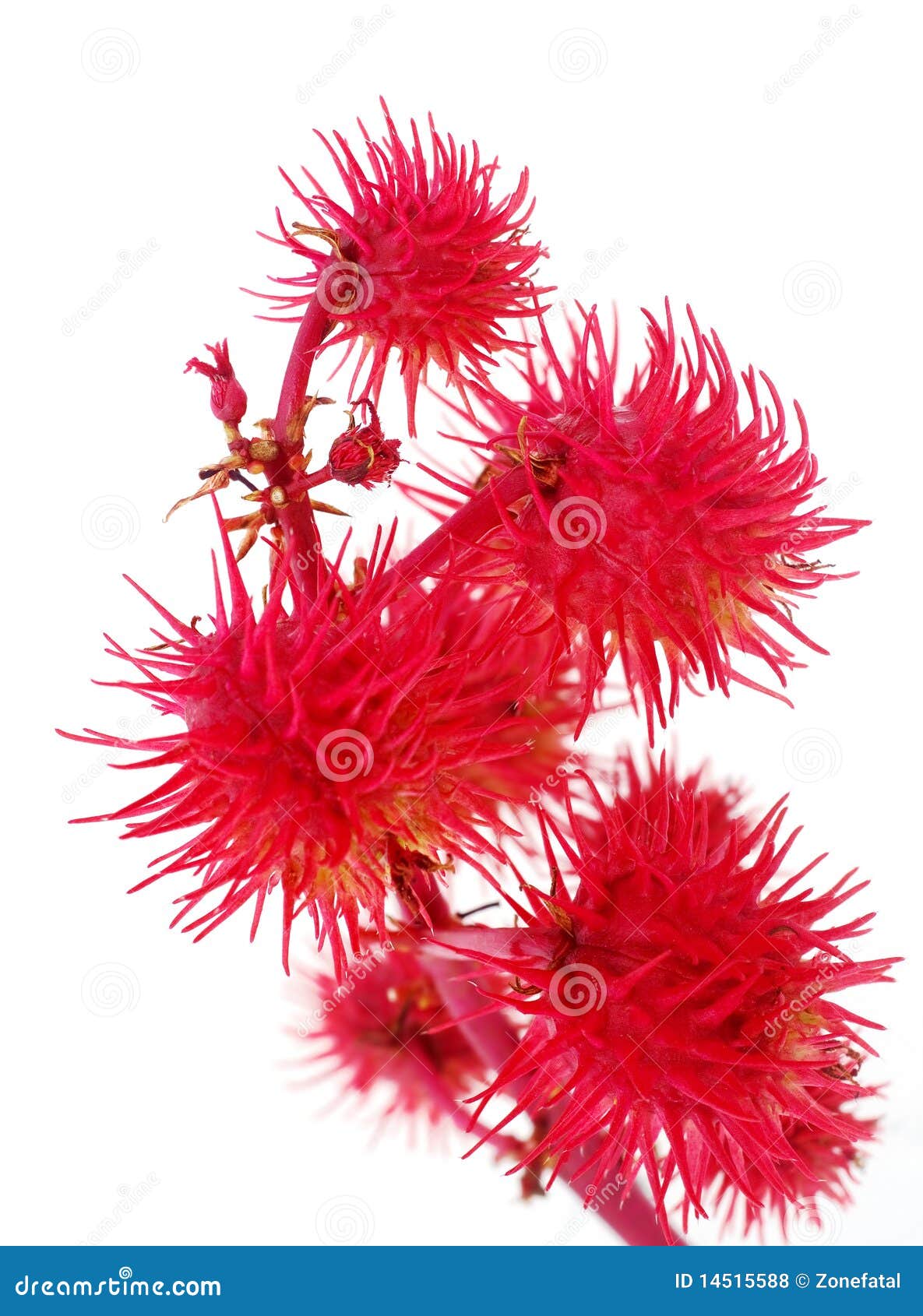 Red Decorative Flower stock photo. Image of color, green - 14515588