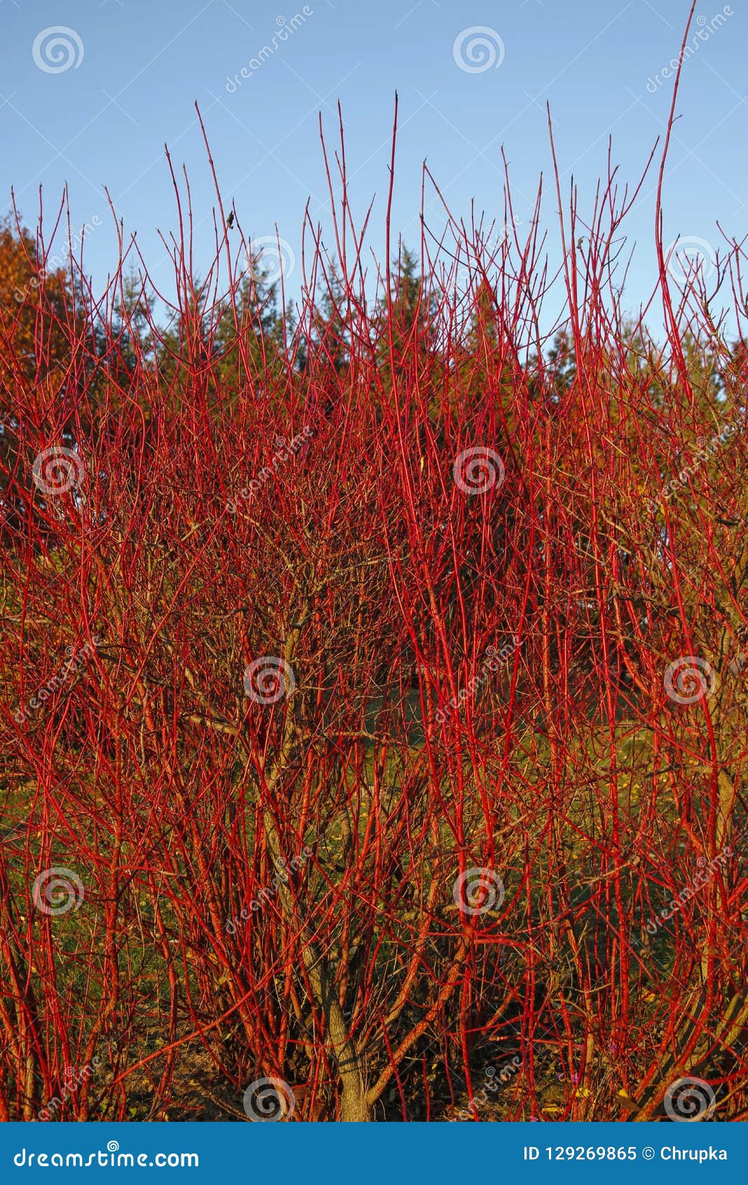 Red Decorative Twigs Against Blue Sky Stock Image - Image of scenery ...
