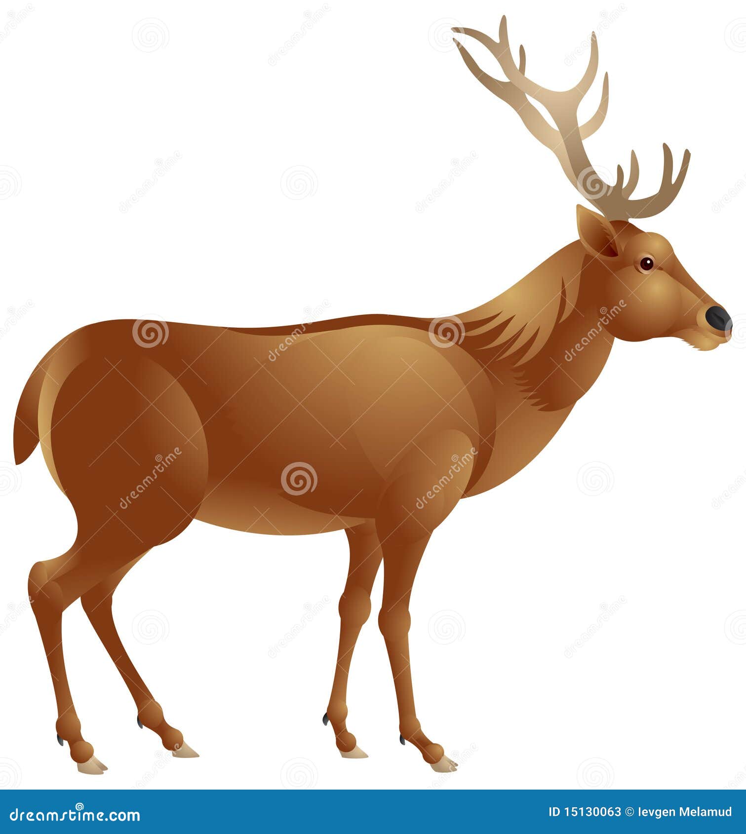 Red Deer stock vector. Illustration of forest, wild, animal - 15130063