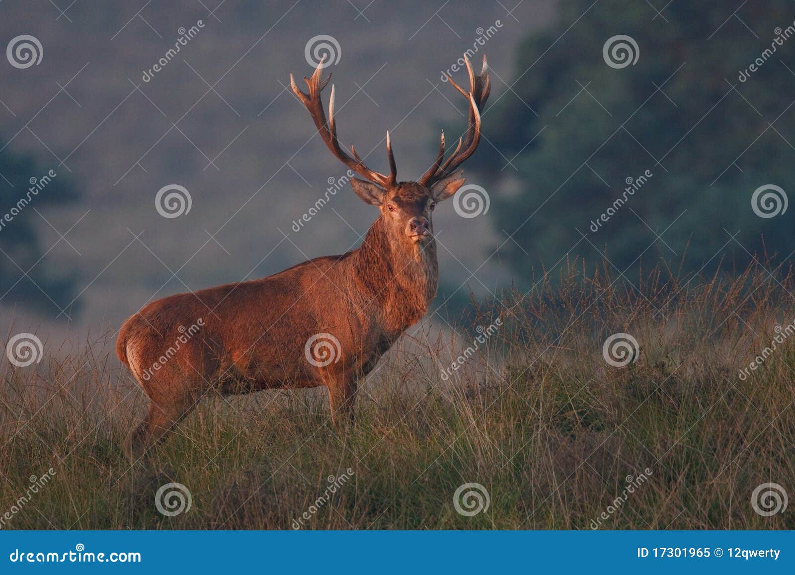 Red deer stock image. Image of elaphus, veluwe, hinde - 17301965