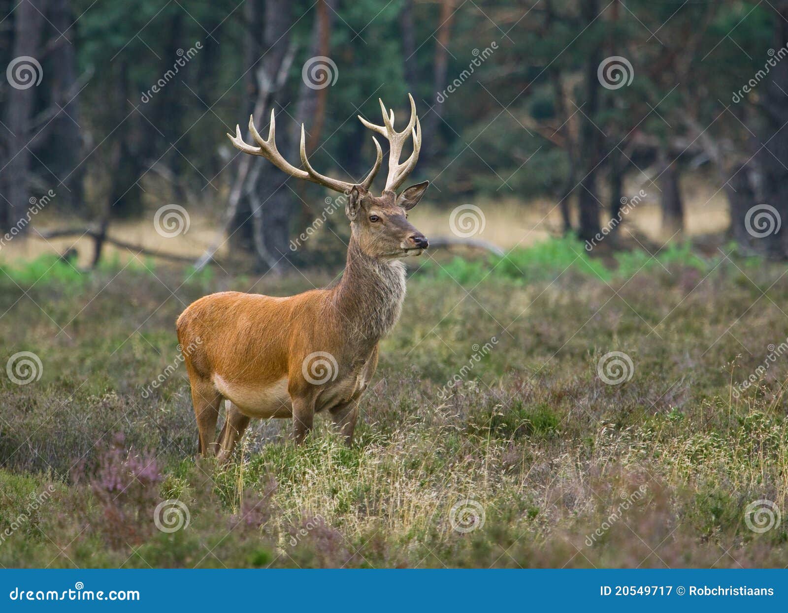 Red Deer stock image. Image of elaphus, holland, cervus - 20549717