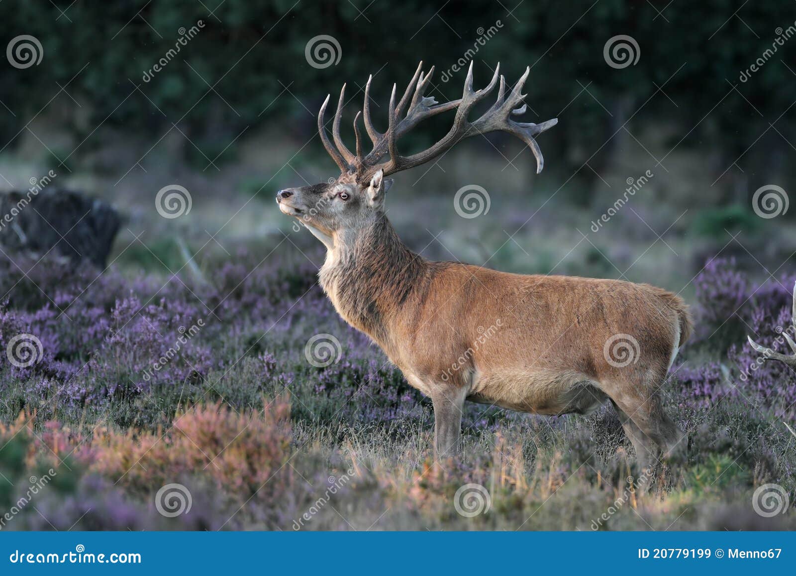 Red Deer stock image. Image of surrey, nature, animal - 20779199