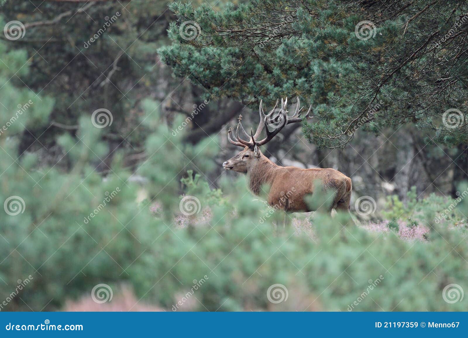 Red Deer stock image. Image of standing, wildlife, animal - 21197359
