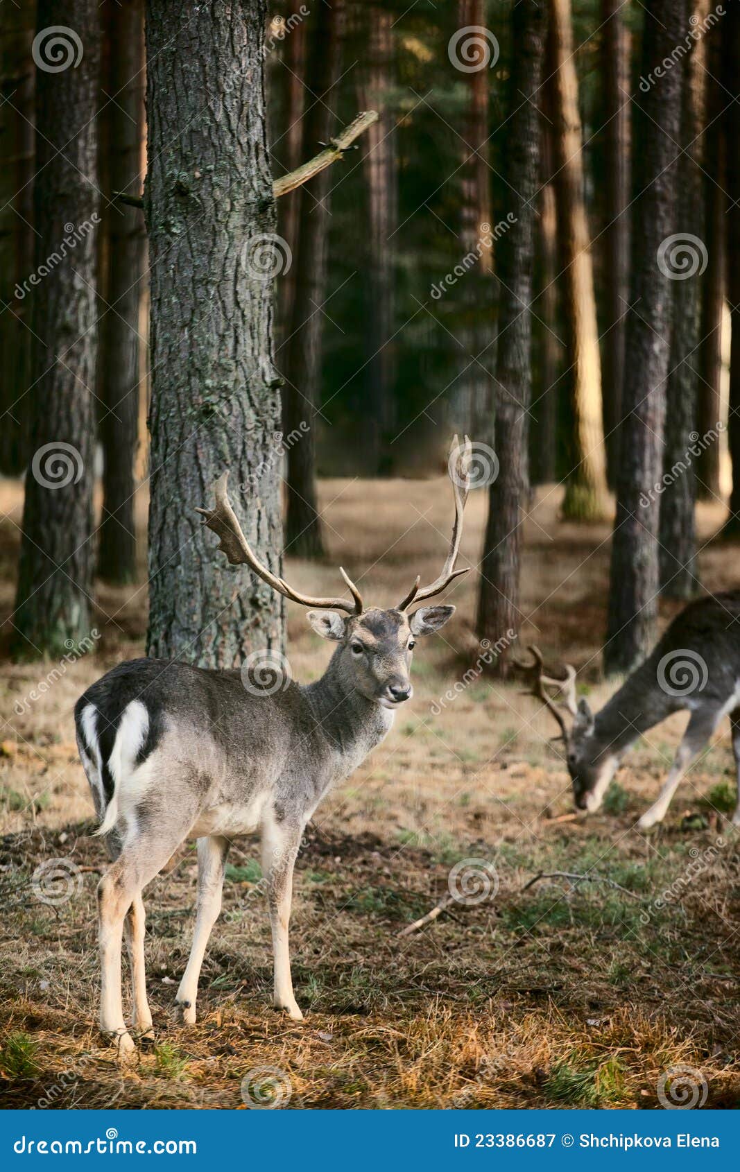 Red deer stock image. Image of maral, elaphus, majestic - 23386687