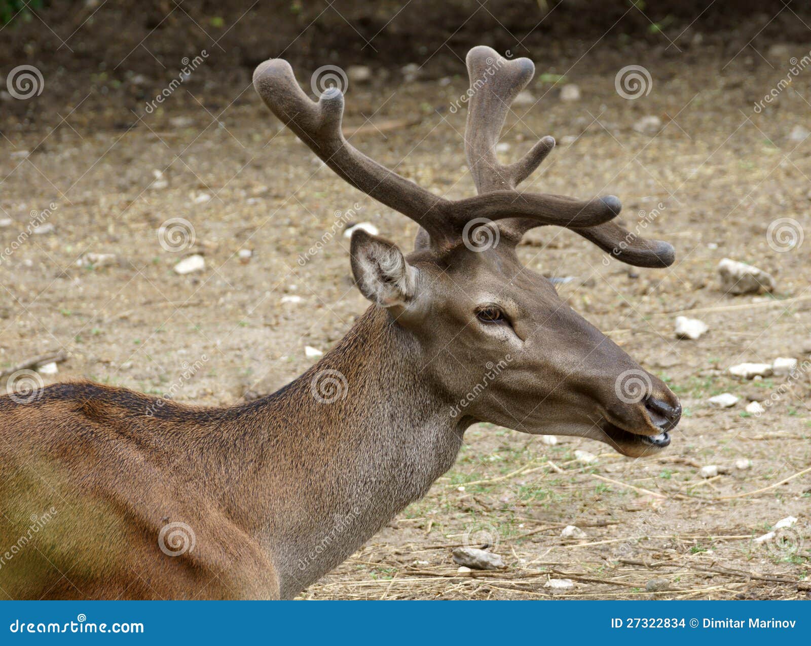 Red deer stock photo. Image of wild, cervus, deer, animal - 27322834