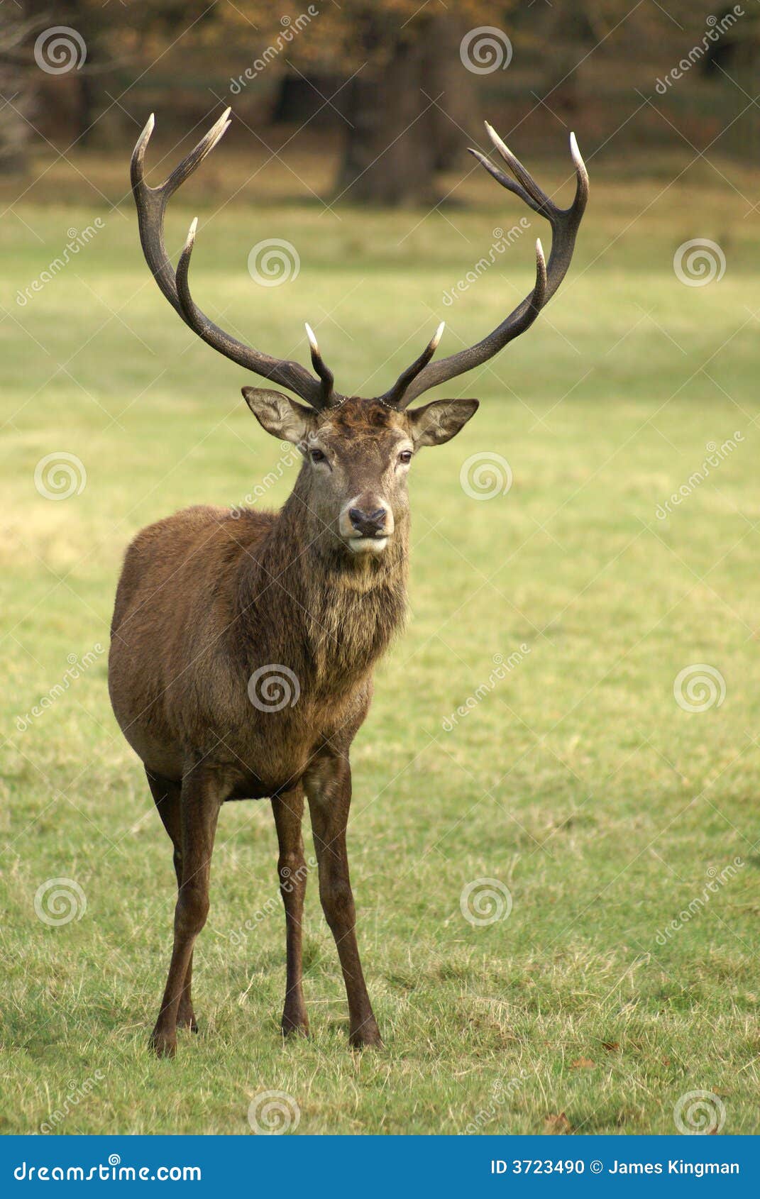 Red Deer stock photo. Image of venison, buck, wildlife - 3723490