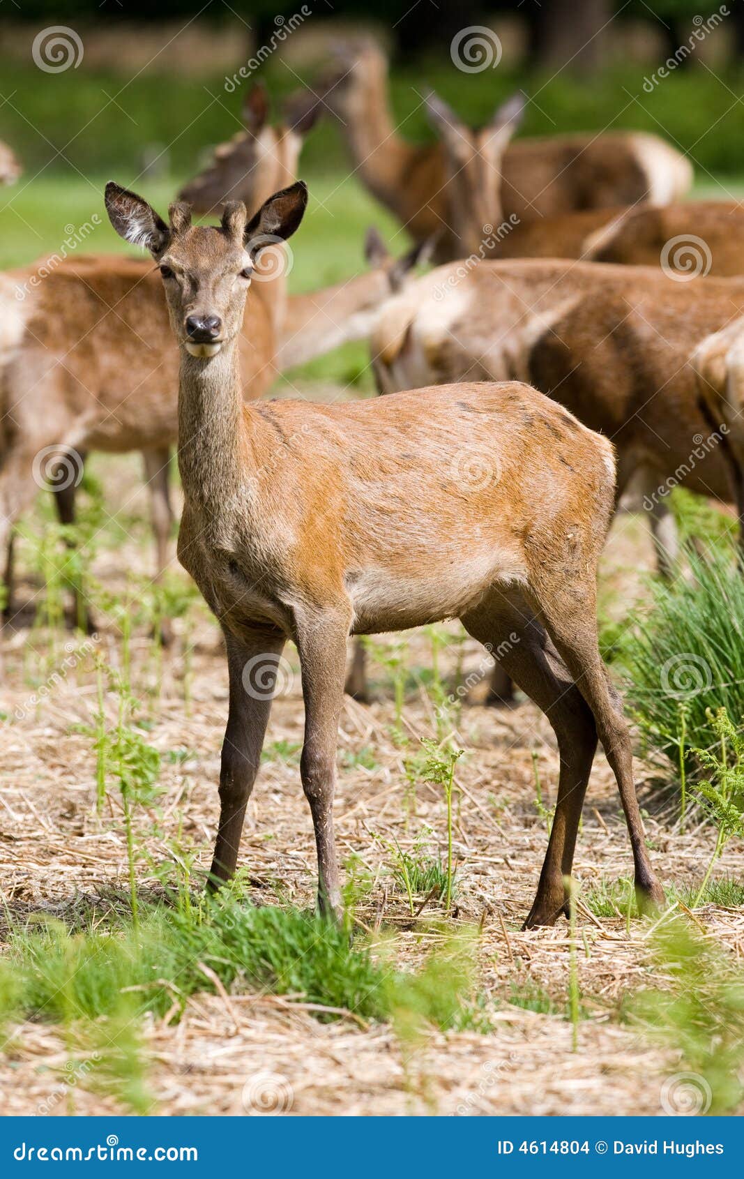 Red deer stock photo. Image of deer, woodland, herd, forward - 4614804