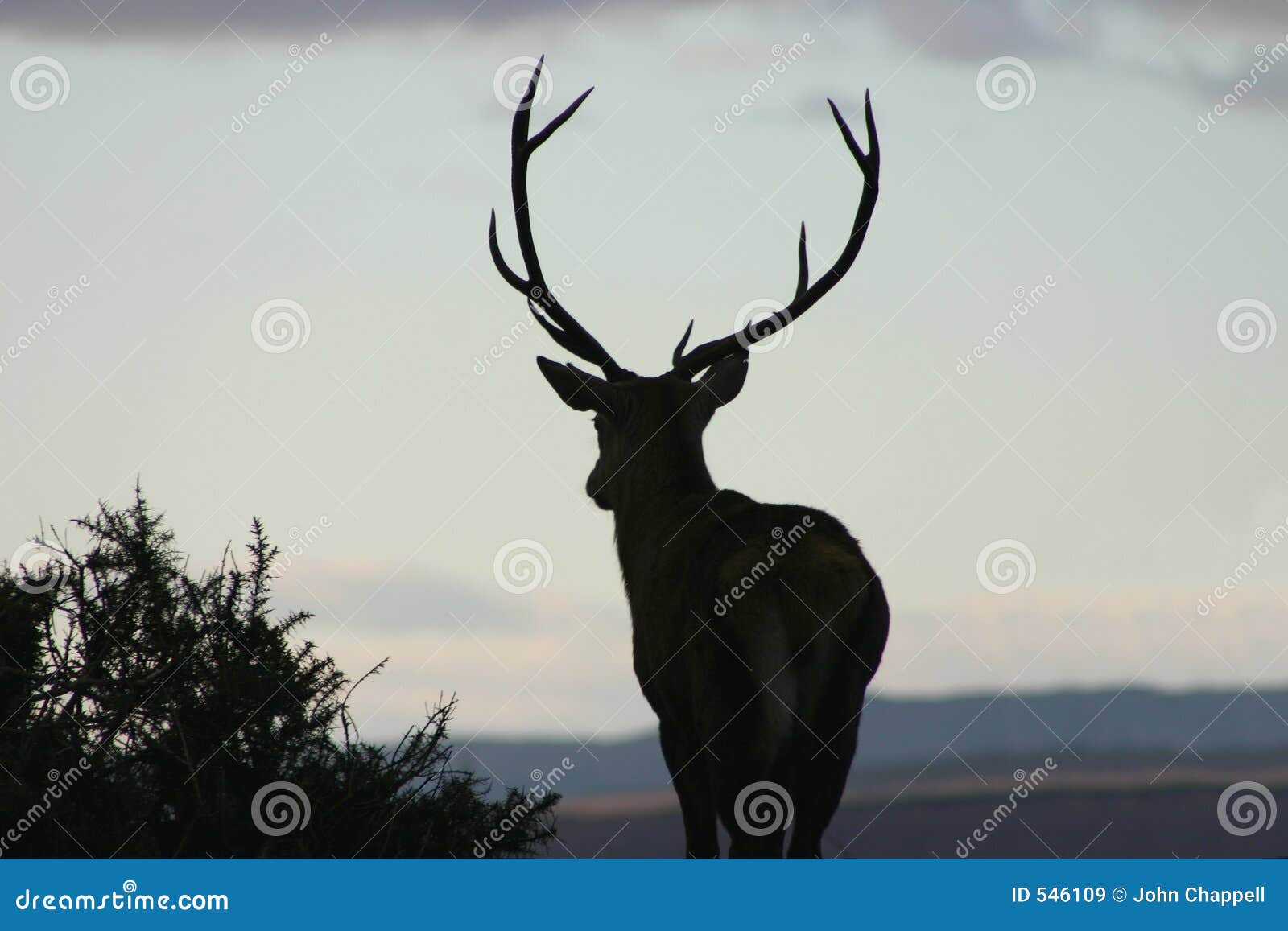 Red Deer stock image. Image of sunset, alert, hunt, antler - 546109