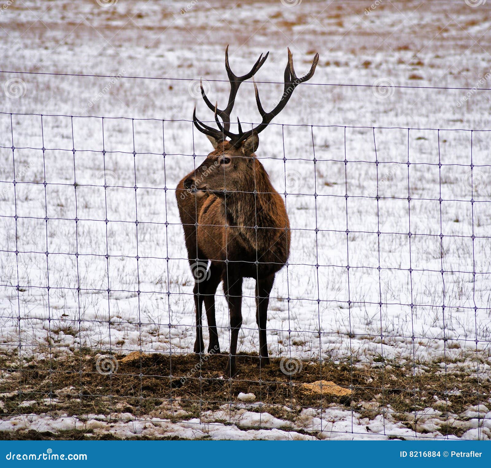 Red Deer stock photo. Image of nature, wildlife, brown - 8216884