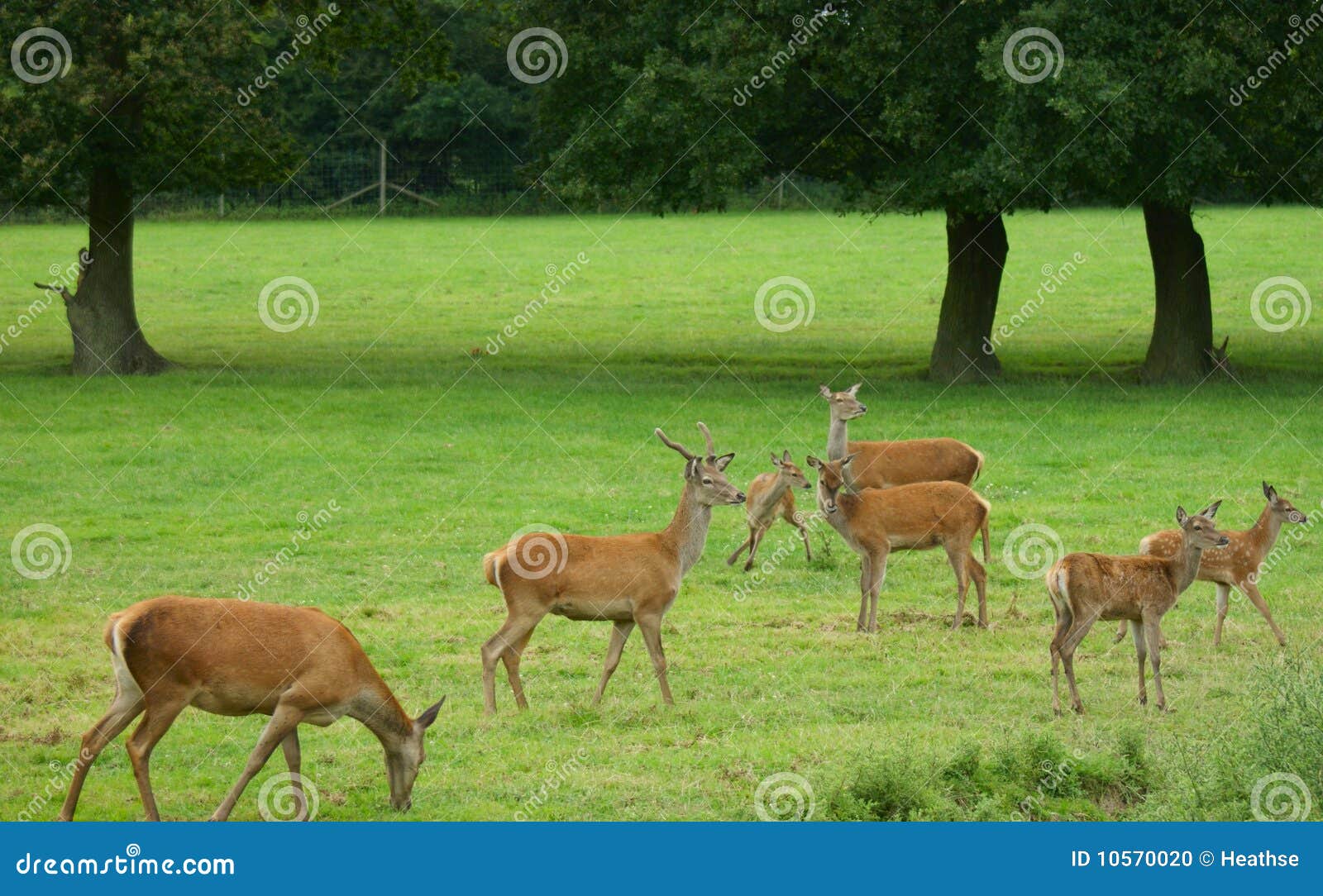 Red deer alert! stock photo. Image of hinds, alarmed - 10570020