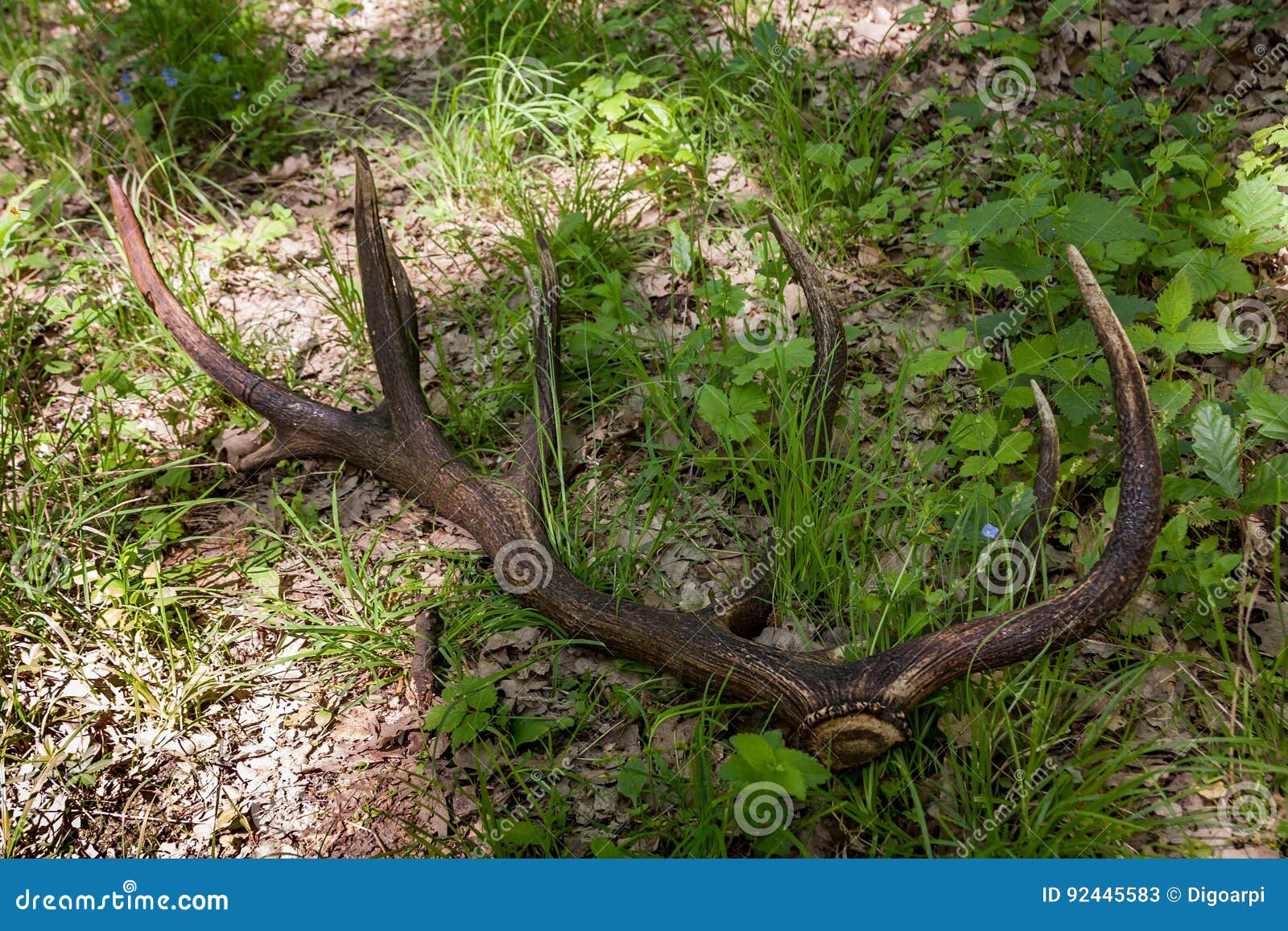 Red Deer Antler Cervus Elaphus in the Forest Stock Image - Image of ...