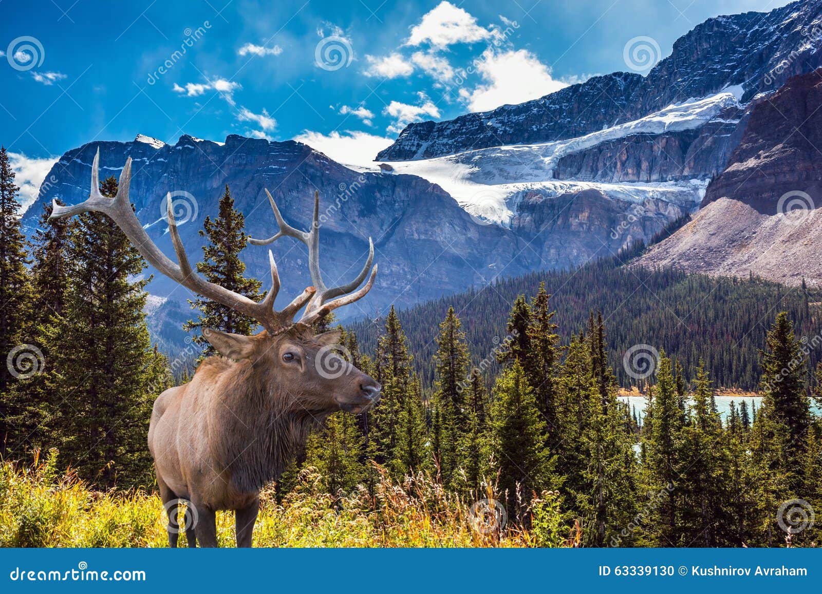 Red Deer Antlered on the Hillside Stock Photo - Image of tree, tourism ...