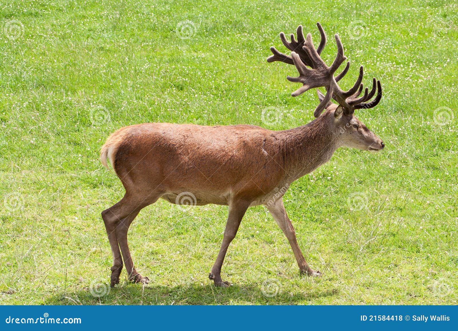 Red Deer with Antlers stock photo. Image of legs, deer - 21584418