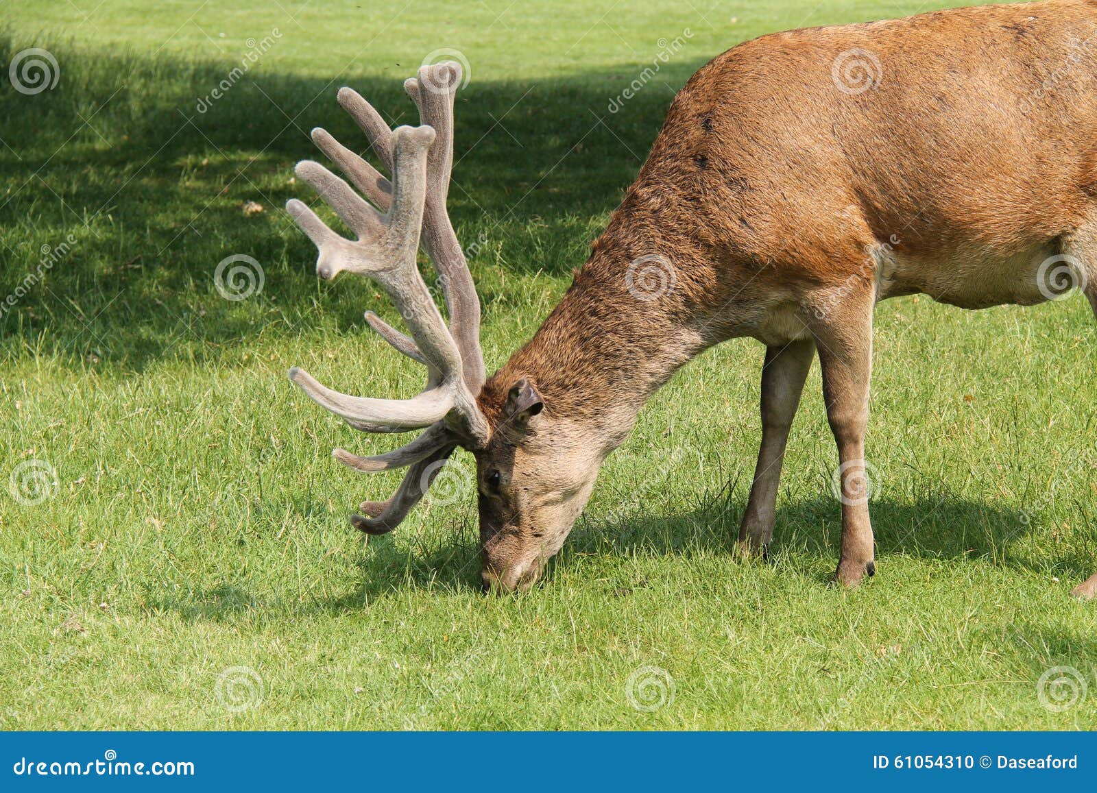 Red Deer. stock photo. Image of horn, beast, animal, wildlife - 61054310