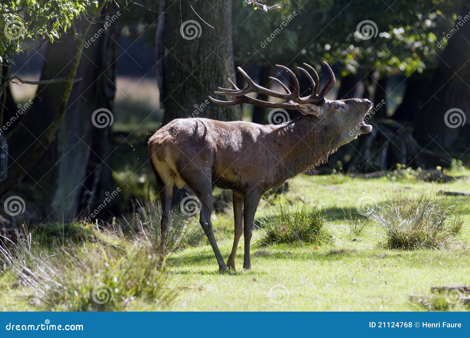 Red deer in Autumn stock photo. Image of animal, france - 21124768